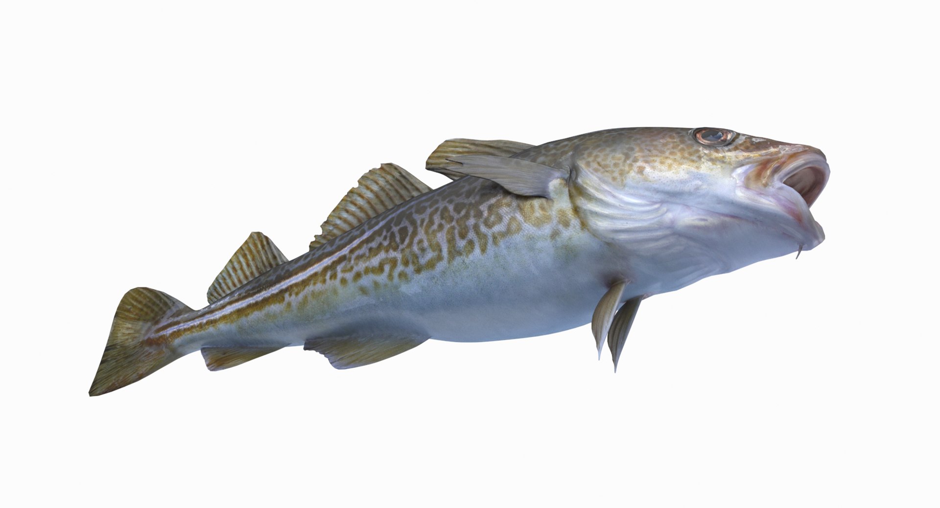 3D Cod Pbr Model - TurboSquid 1299571