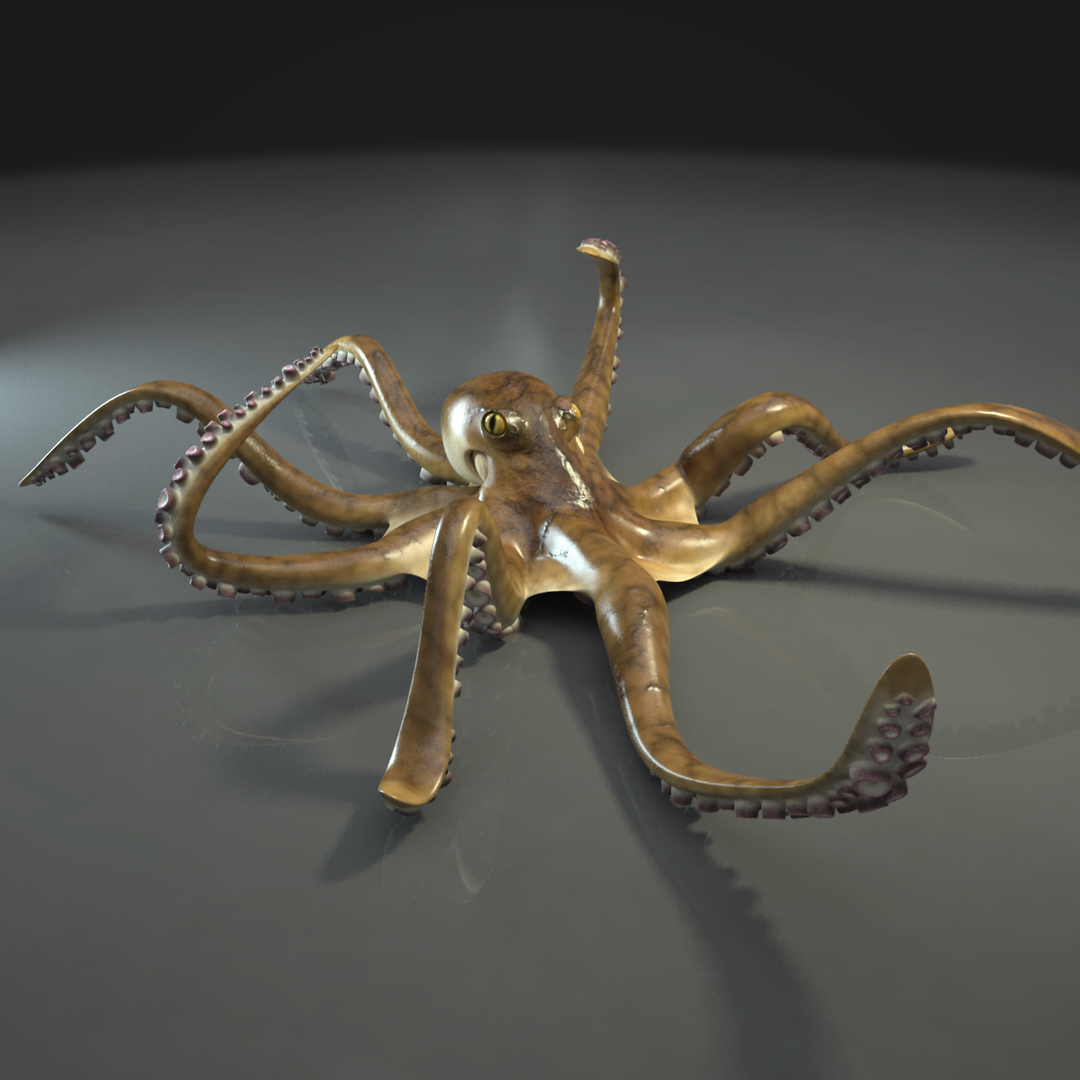 Rigged Giant Pacific Octopus 3d Model