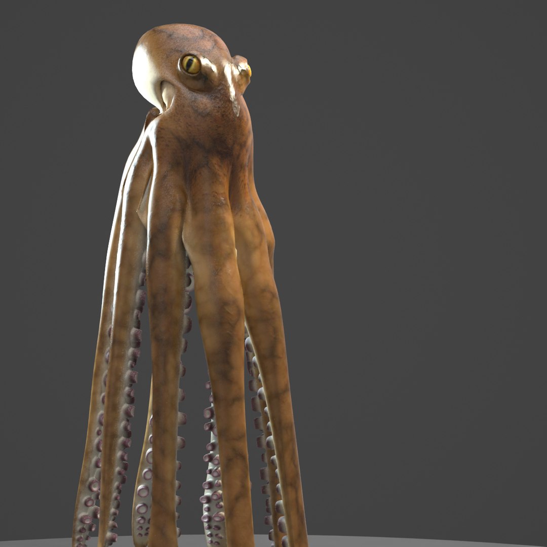 Rigged Giant Pacific Octopus 3d Model
