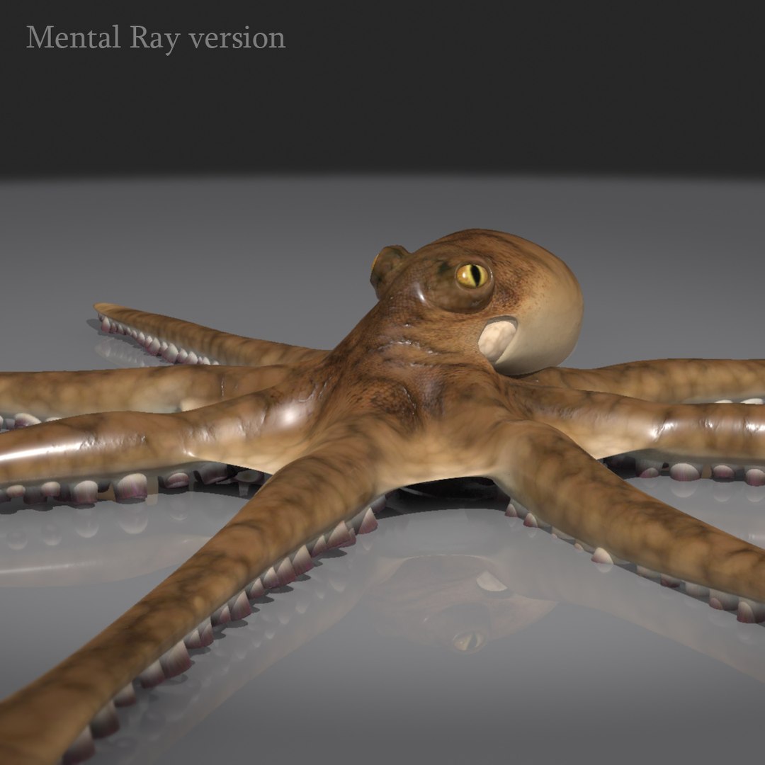 Rigged Giant Pacific Octopus 3d Model