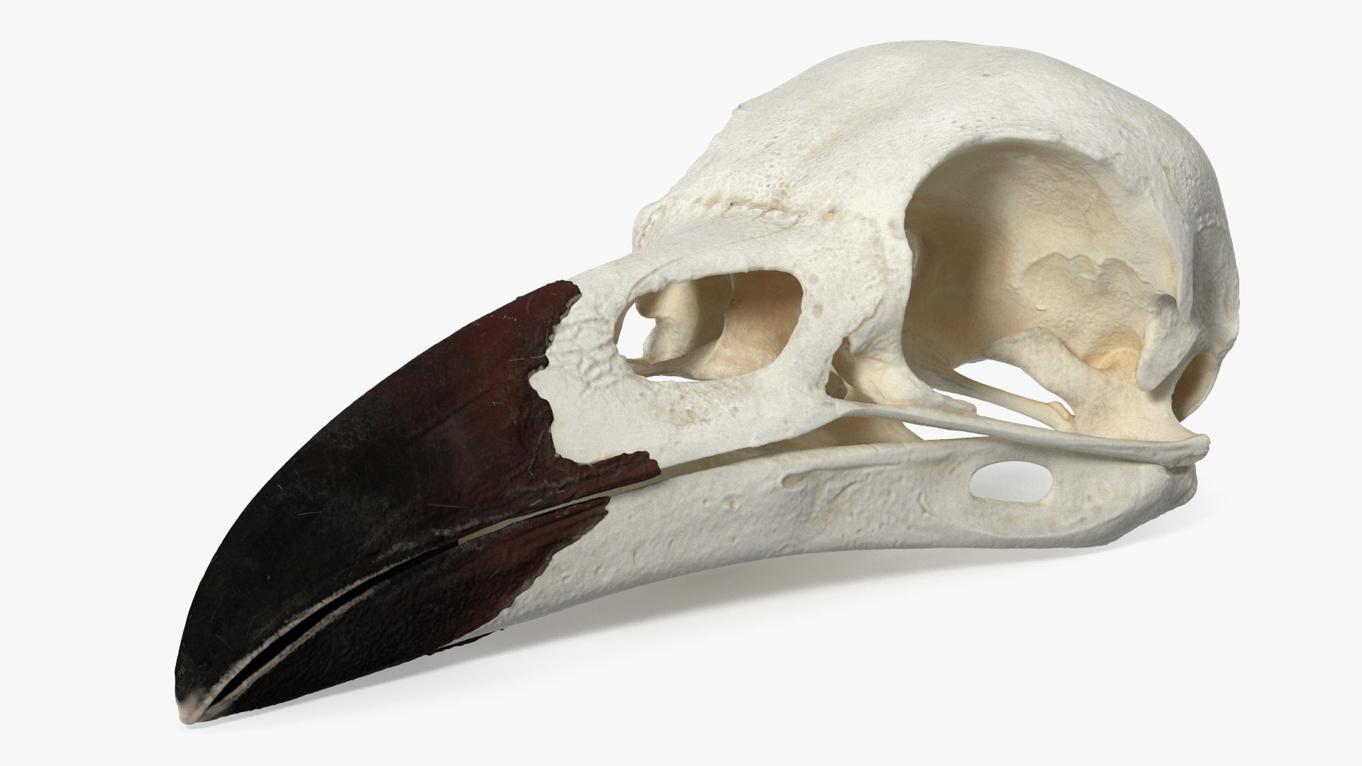 raven skull drawing reference