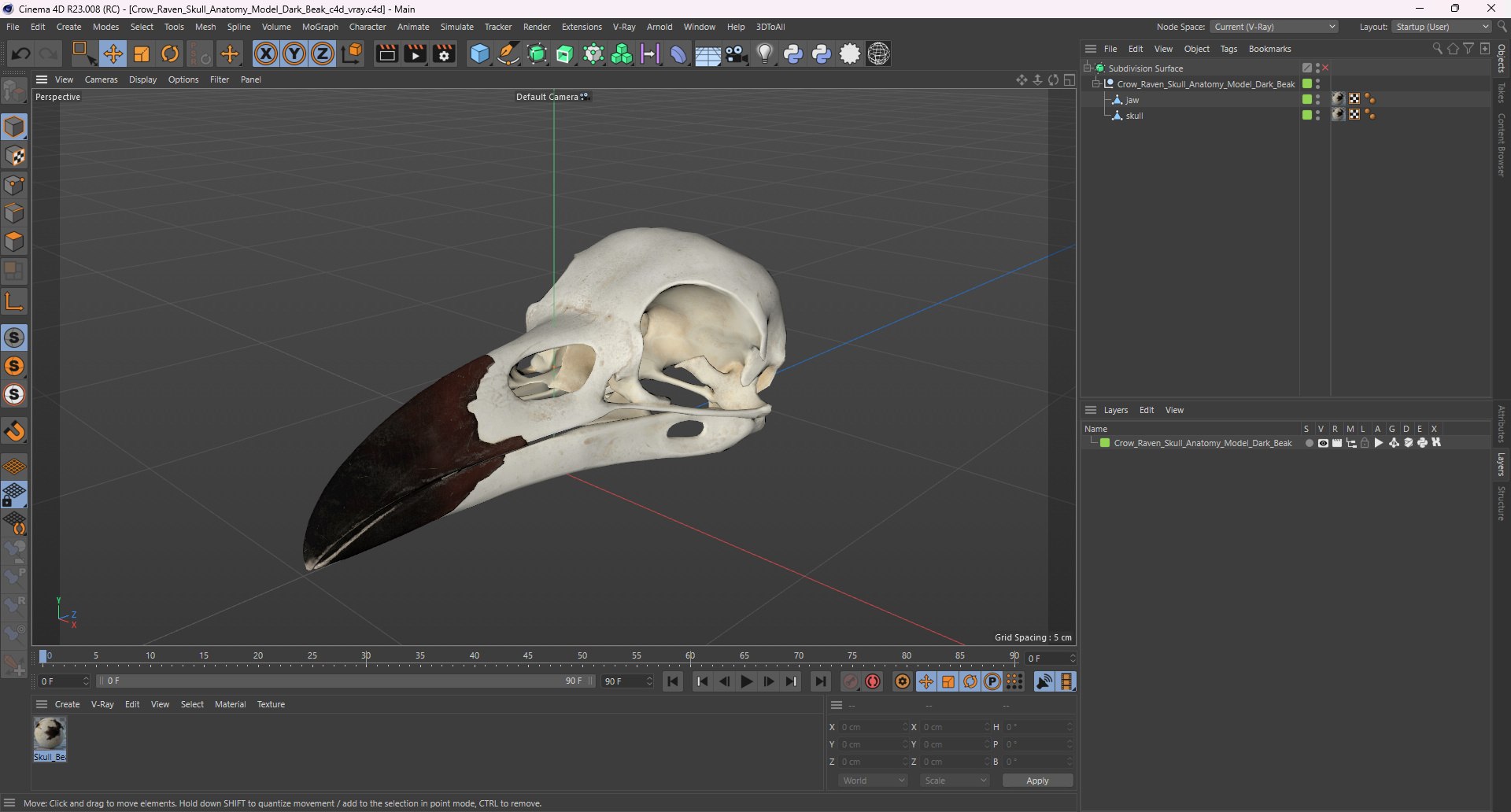 Crow Raven Skull Anatomy Model Dark Beak 3D Model - TurboSquid 2371624