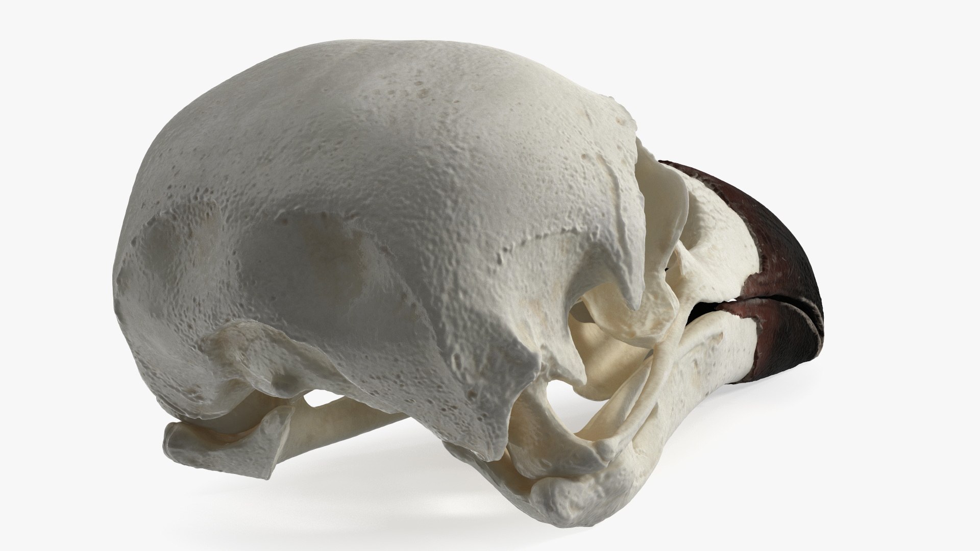 Crow Raven Skull Anatomy Model Dark Beak 3D Model - TurboSquid 2371624