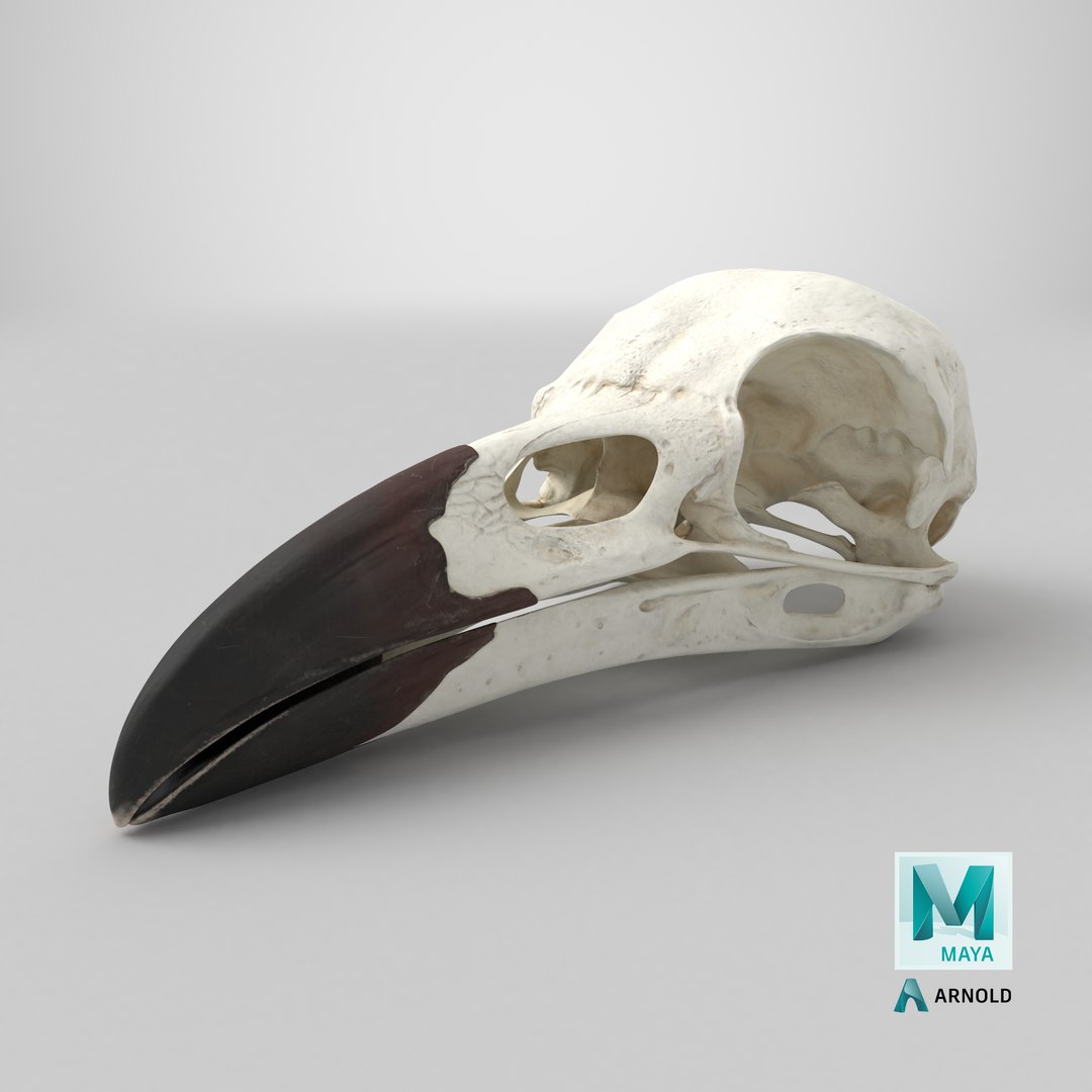 Crow Raven Skull Anatomy Model Dark Beak 3D Model - TurboSquid 2371624