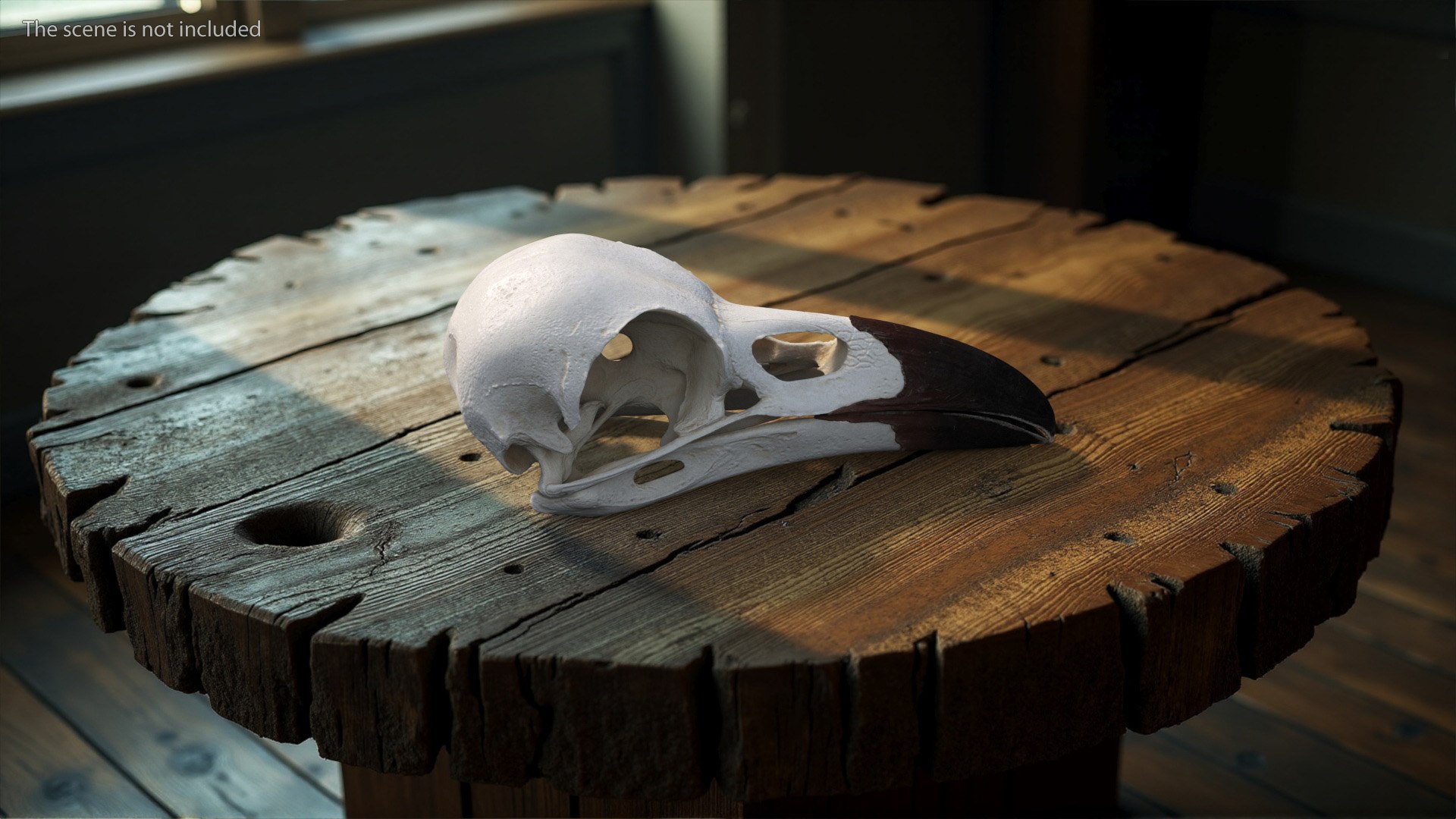 Crow Raven Skull Anatomy Model Dark Beak 3D Model - TurboSquid 2371624