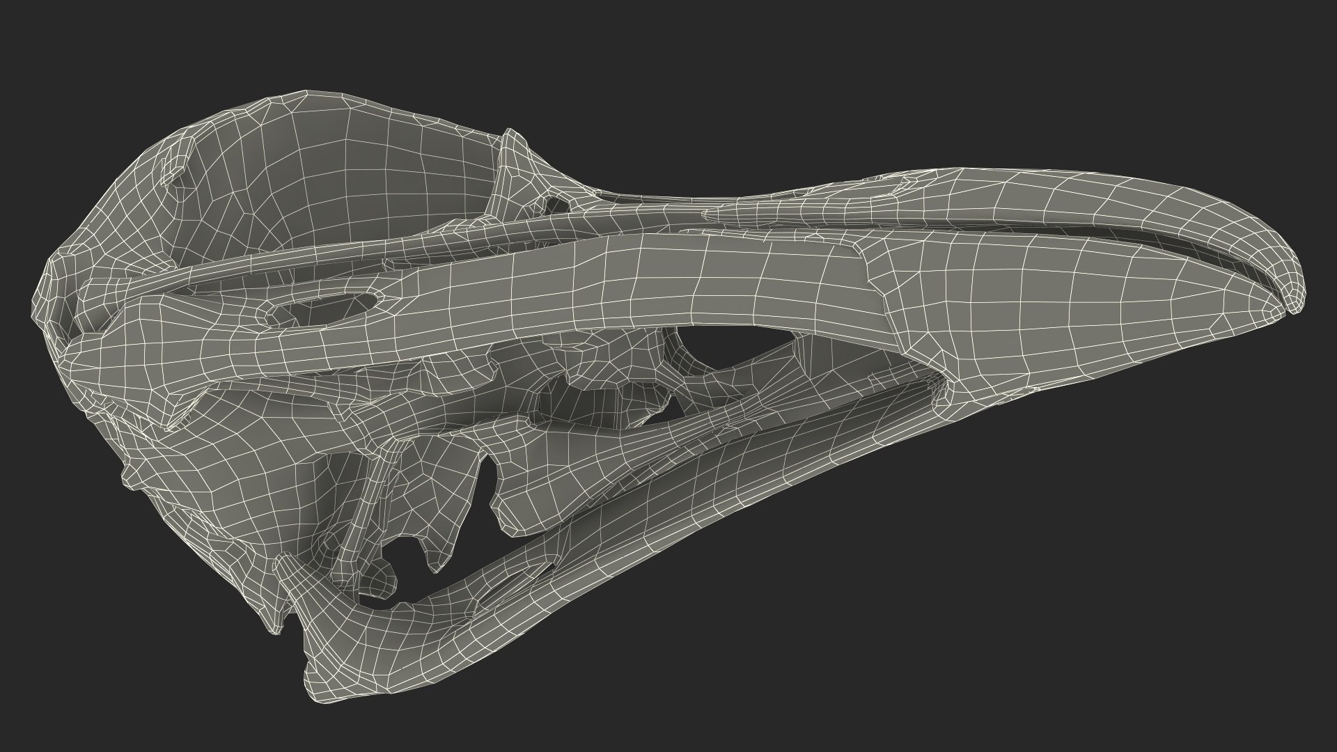 Crow Raven Skull Anatomy Model Dark Beak 3D Model - TurboSquid 2371624