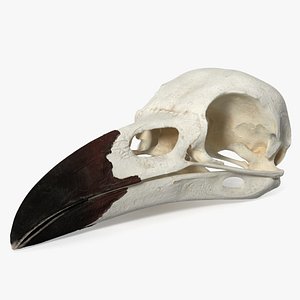 3D Crow Models - Browse & Download Formats - TurboSquid