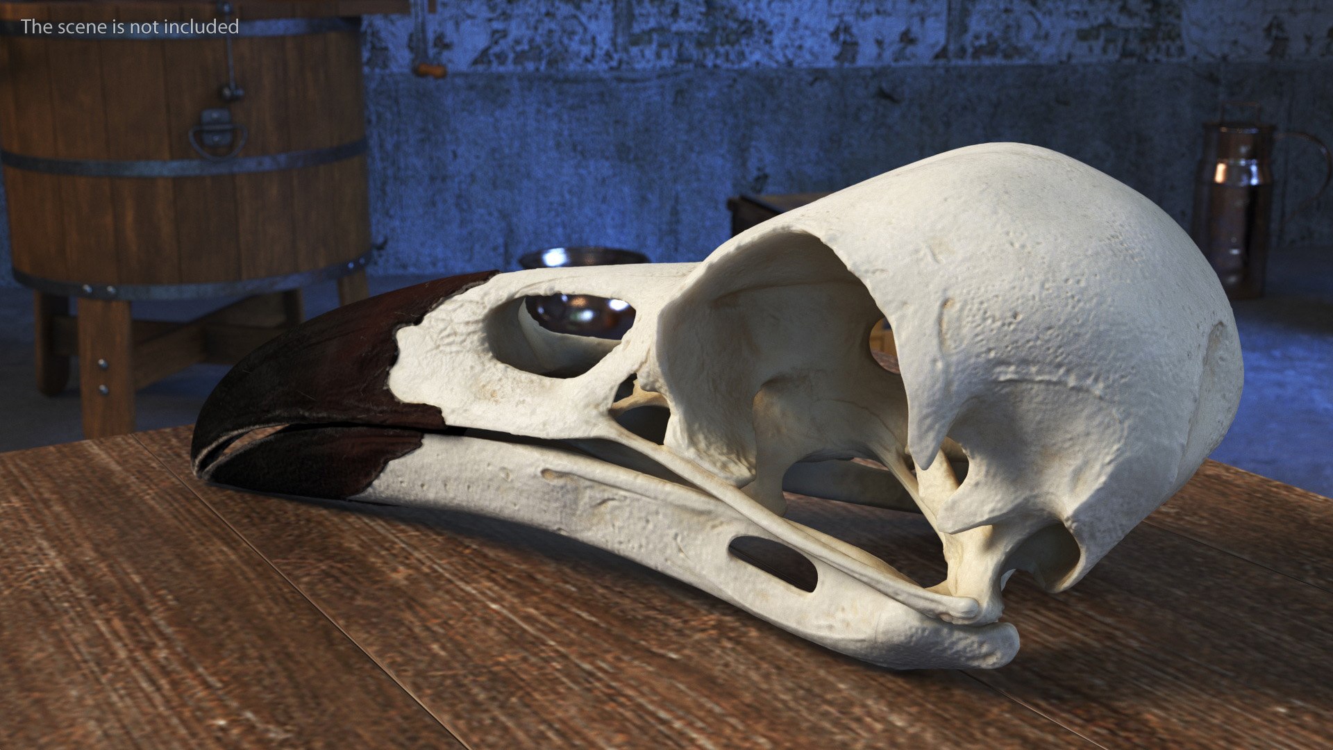 Crow Raven Skull Anatomy Model Dark Beak 3D Model - TurboSquid 2371624