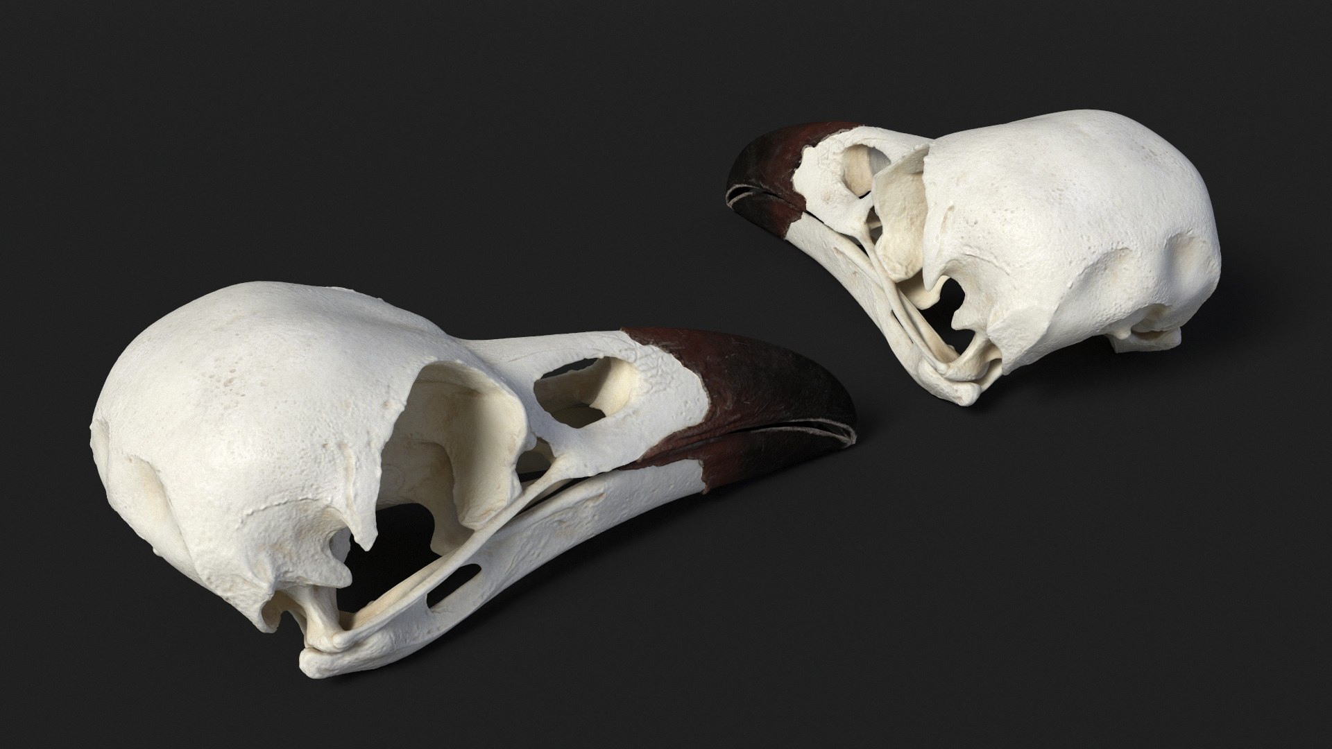 Crow Raven Skull Anatomy Model Dark Beak 3D Model - TurboSquid 2371624