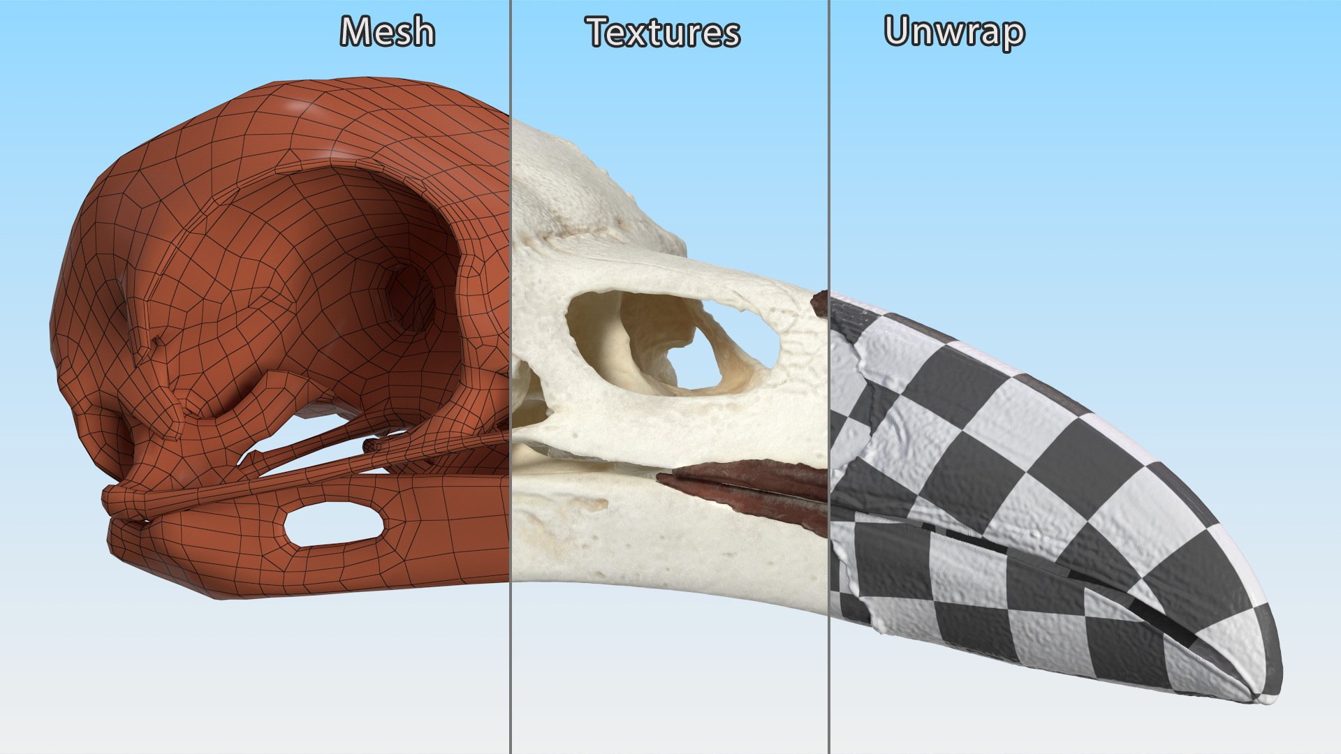 Crow Raven Skull Anatomy Model Dark Beak 3D Model - TurboSquid 2371624
