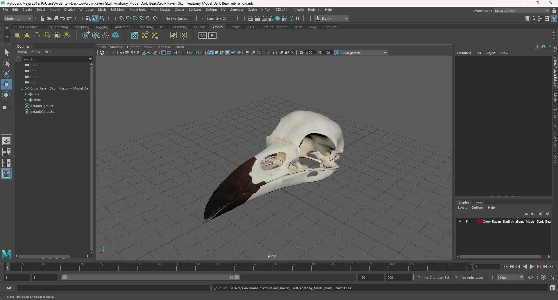 Crow Raven Skull Anatomy Model Dark Beak 3D Model - TurboSquid 2371624