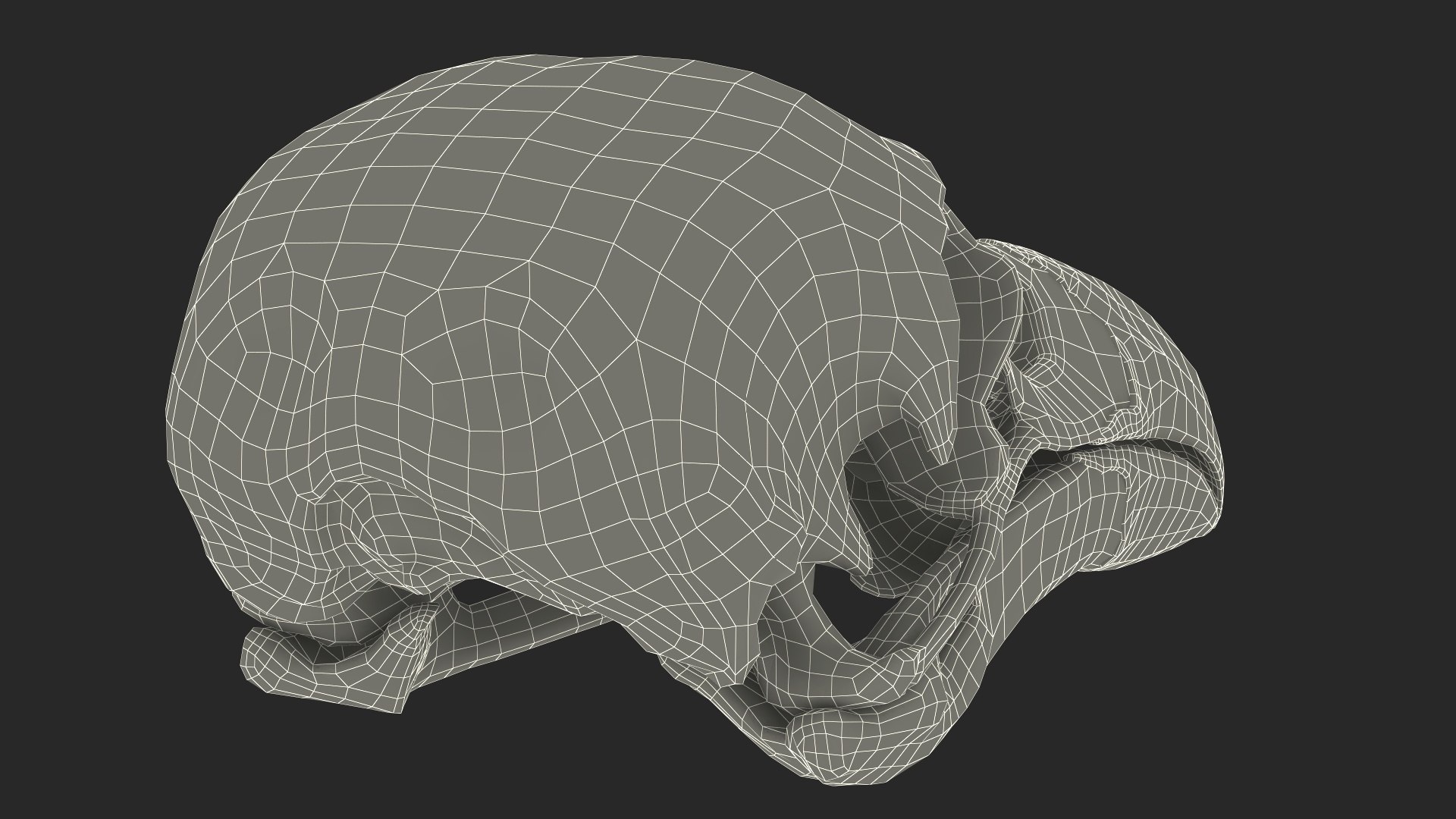 Crow Raven Skull Anatomy Model Dark Beak 3D Model - TurboSquid 2371624