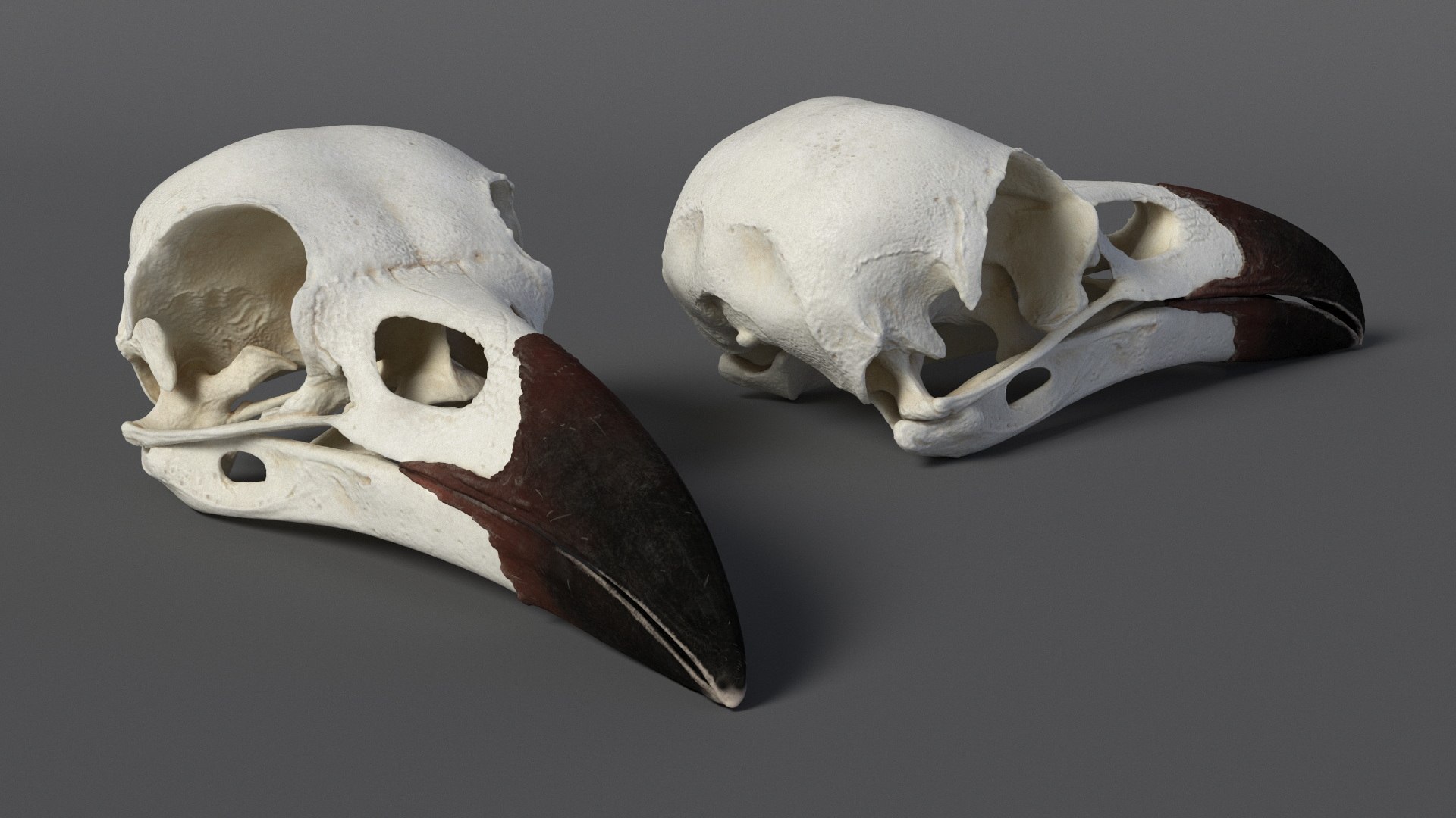 Crow Raven Skull Anatomy Model Dark Beak 3D Model - TurboSquid 2371624