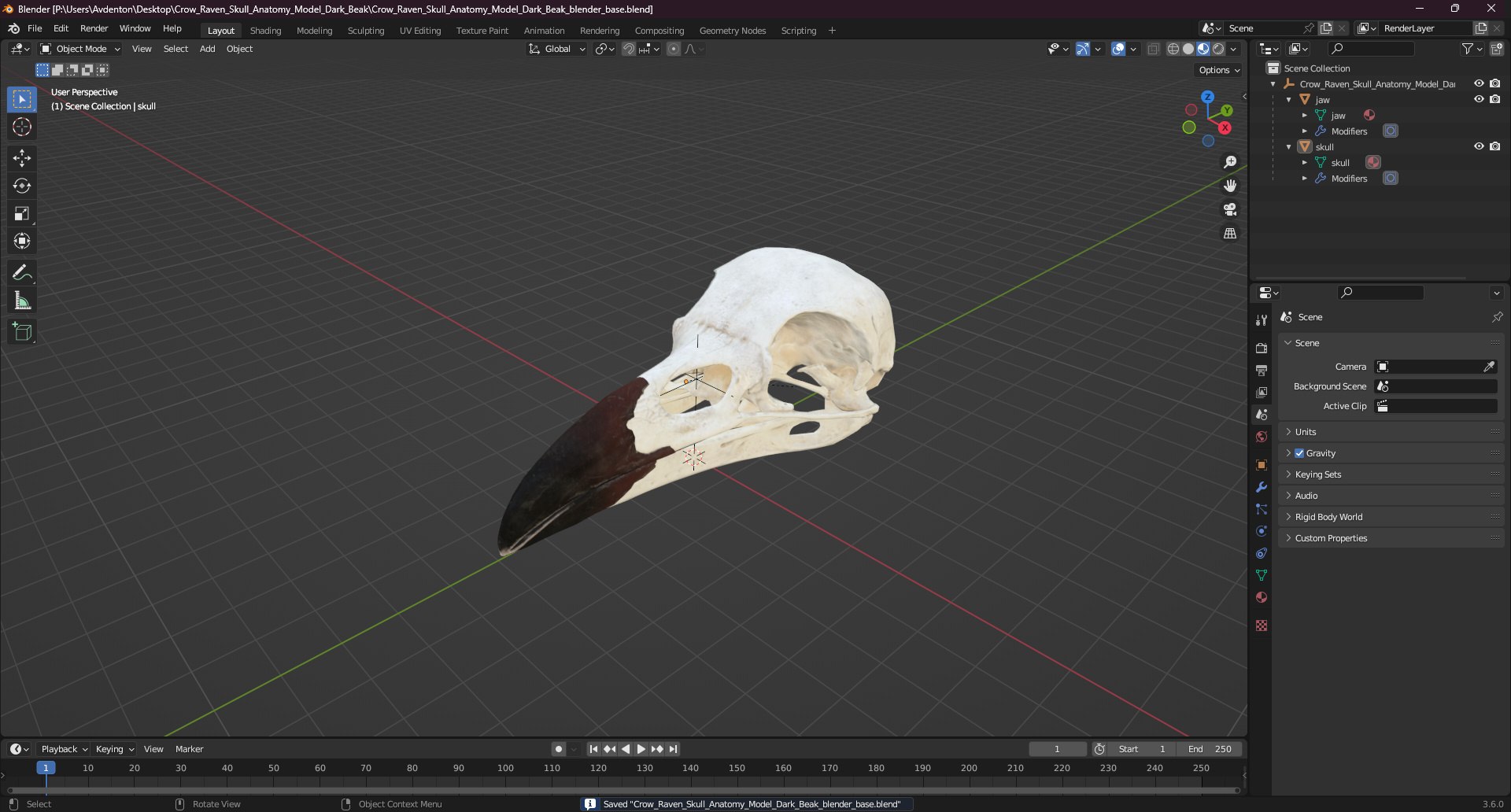 Crow Raven Skull Anatomy Model Dark Beak 3D Model - TurboSquid 2371624