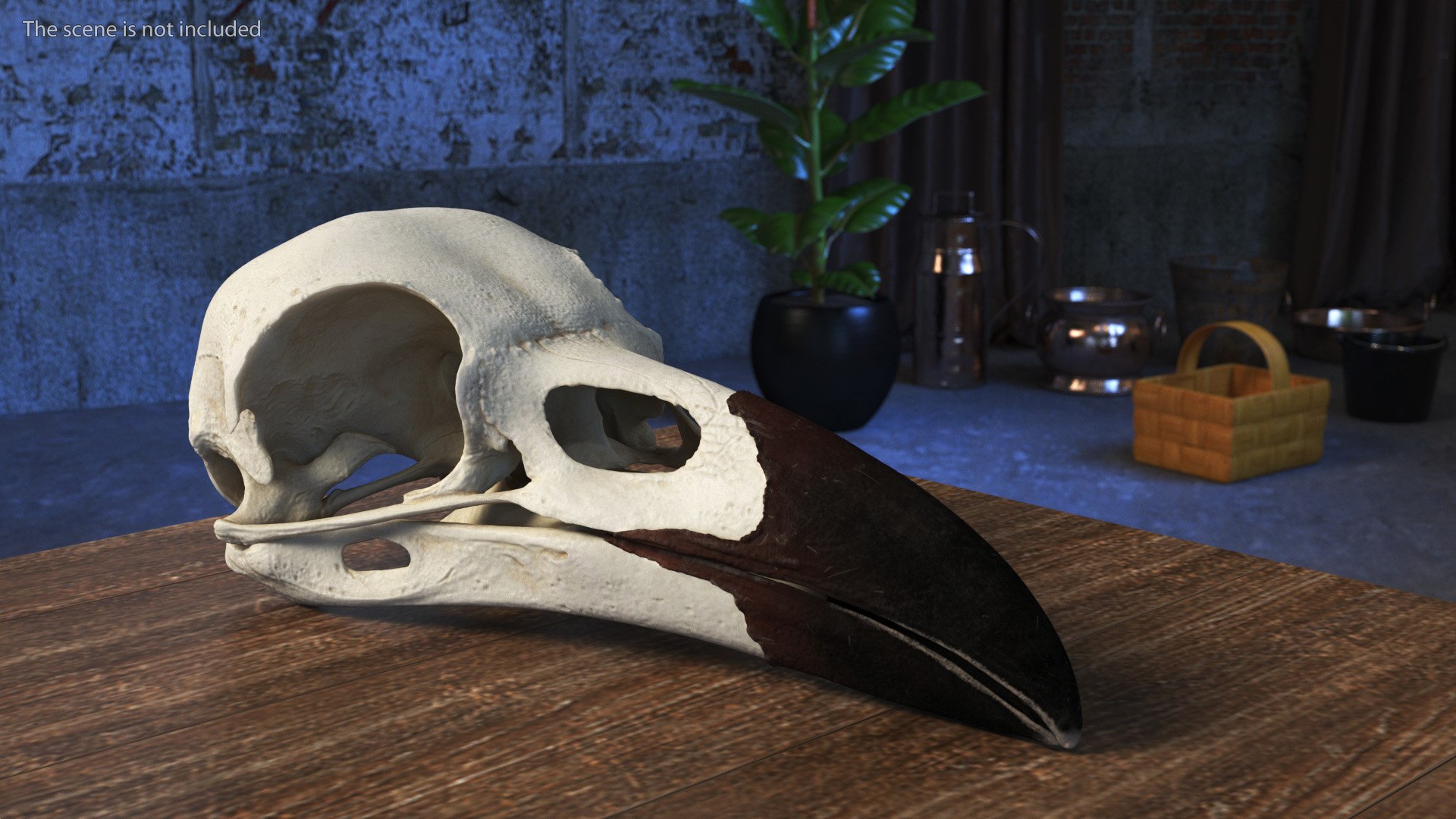 Crow Raven Skull Anatomy Model Dark Beak 3D Model - TurboSquid 2371624