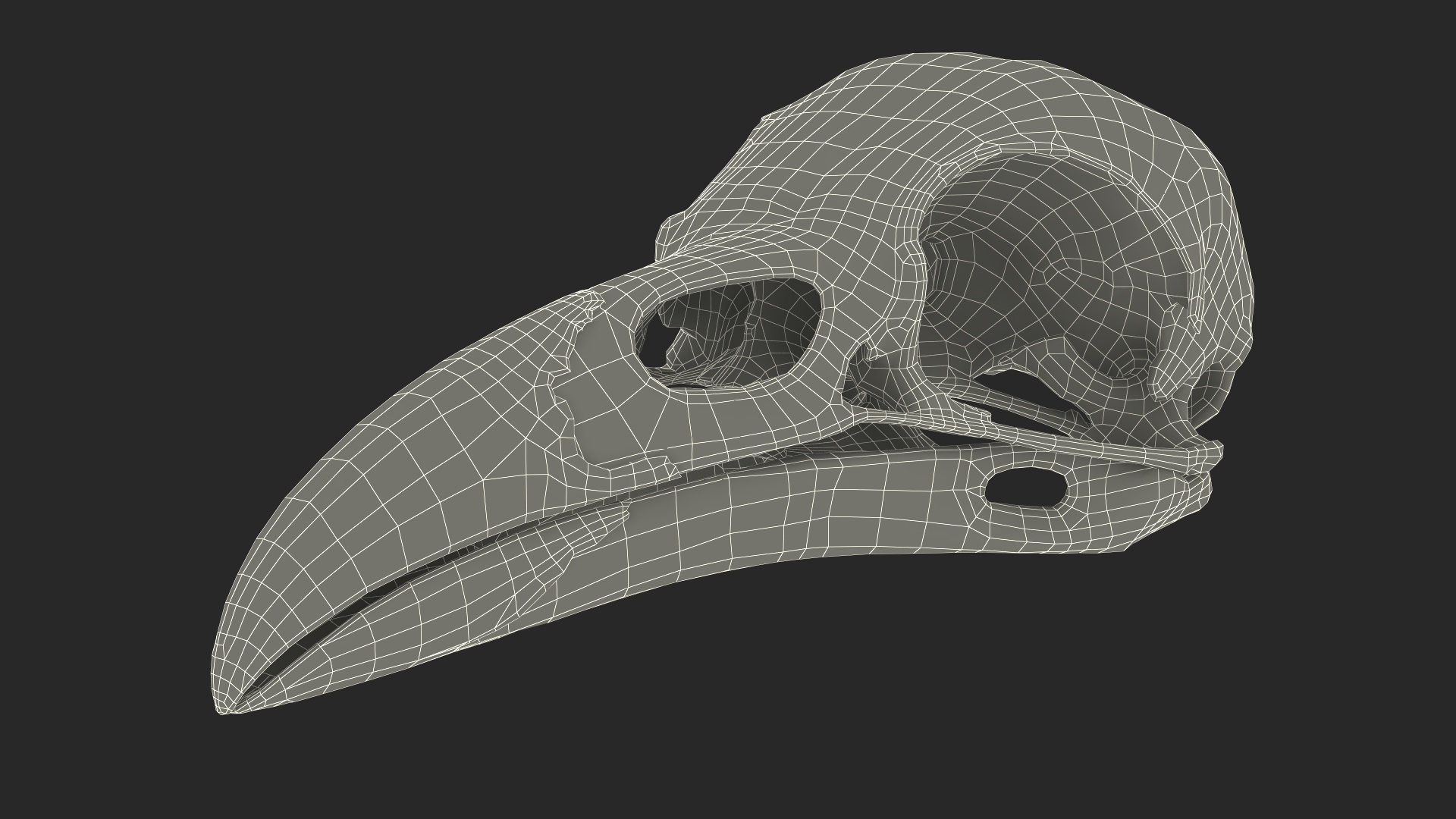 Crow Raven Skull Anatomy Model Dark Beak 3D Model - TurboSquid 2371624
