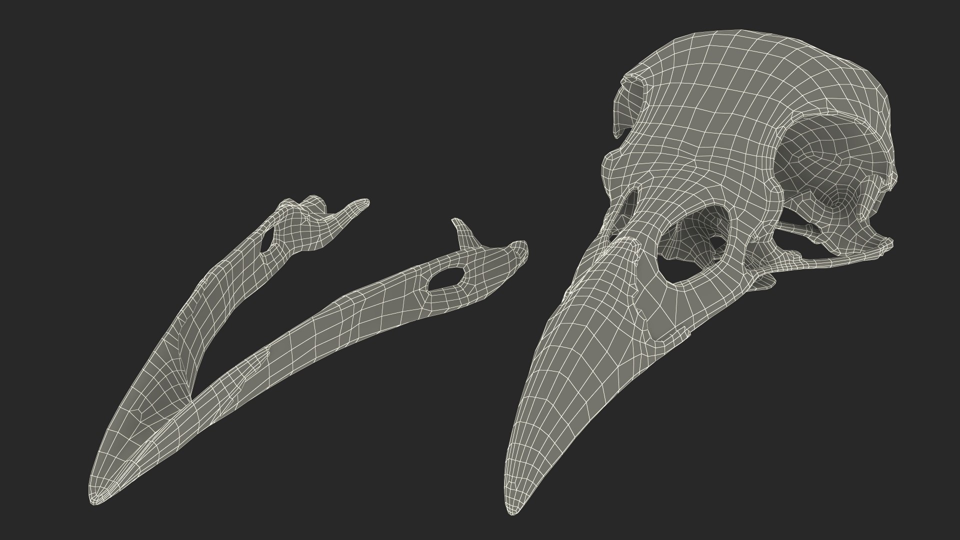 Crow Raven Skull Anatomy Model Dark Beak 3D Model - TurboSquid 2371624