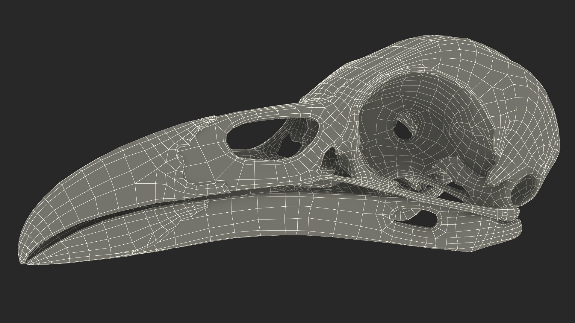 Crow Raven Skull Anatomy Model Dark Beak 3D Model - TurboSquid 2371624