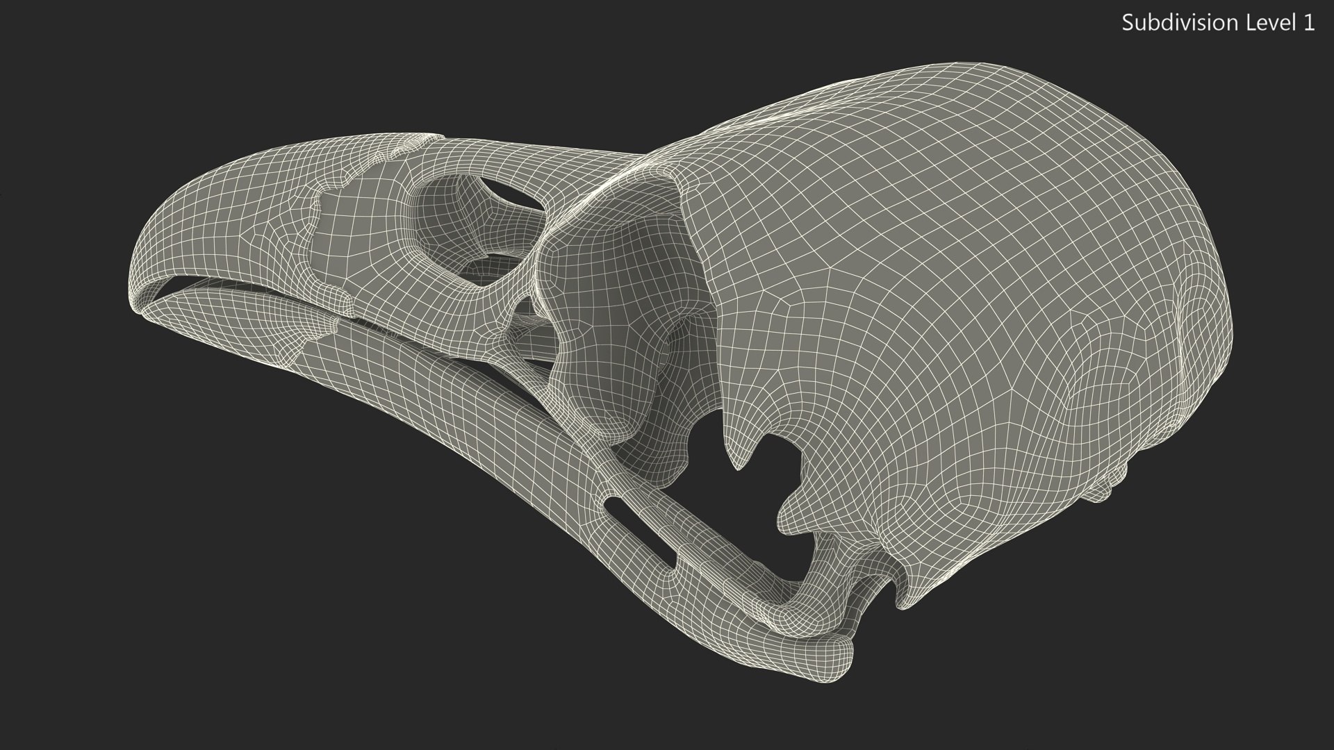 Crow Raven Skull Anatomy Model Dark Beak 3D Model - TurboSquid 2371624
