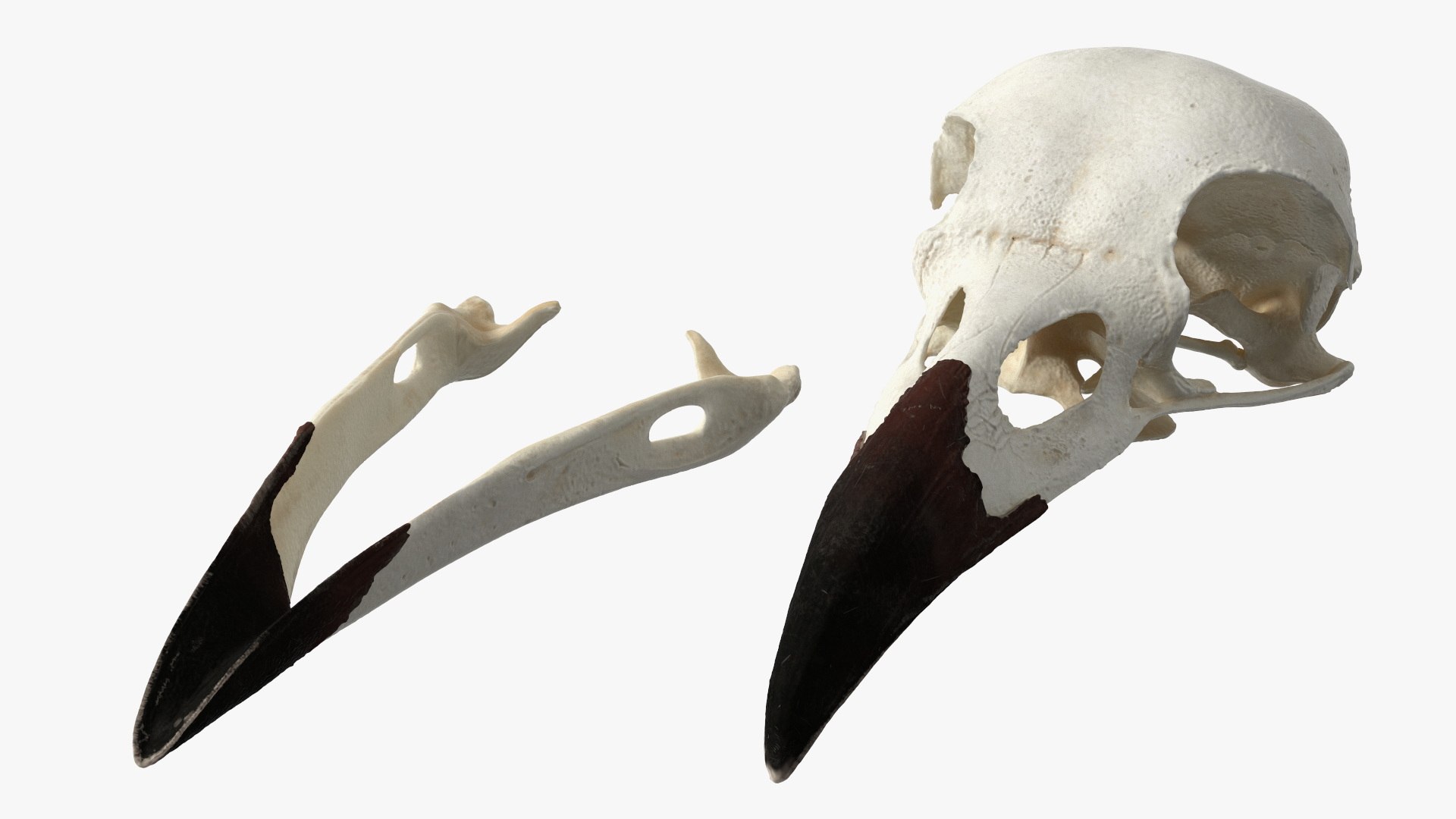 Crow Raven Skull Anatomy Model Dark Beak 3D Model - TurboSquid 2371624