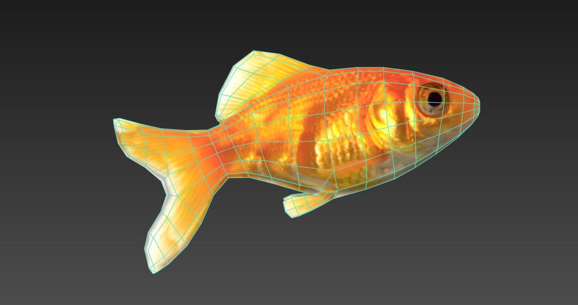 Goldfish Fish 3D Model - TurboSquid 1547913