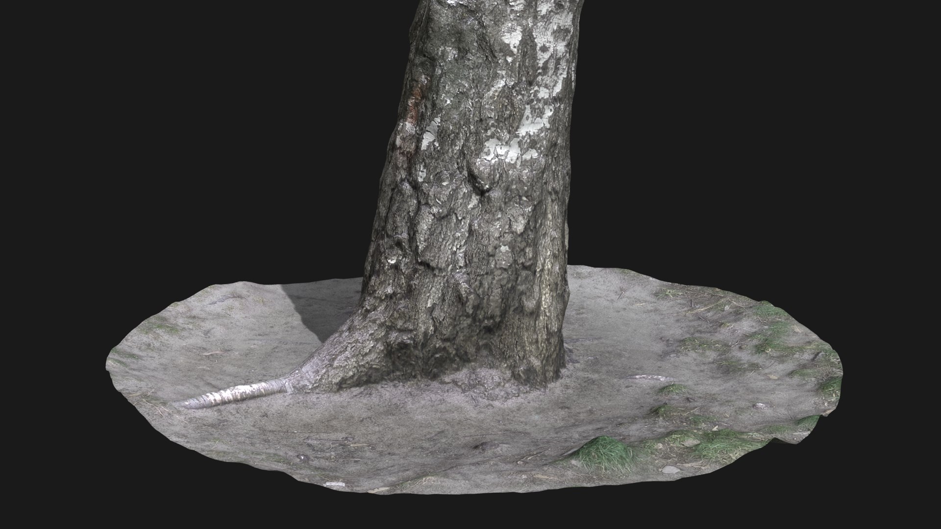 3D Birch Tree Trunk Scan 01 - TurboSquid 1715600