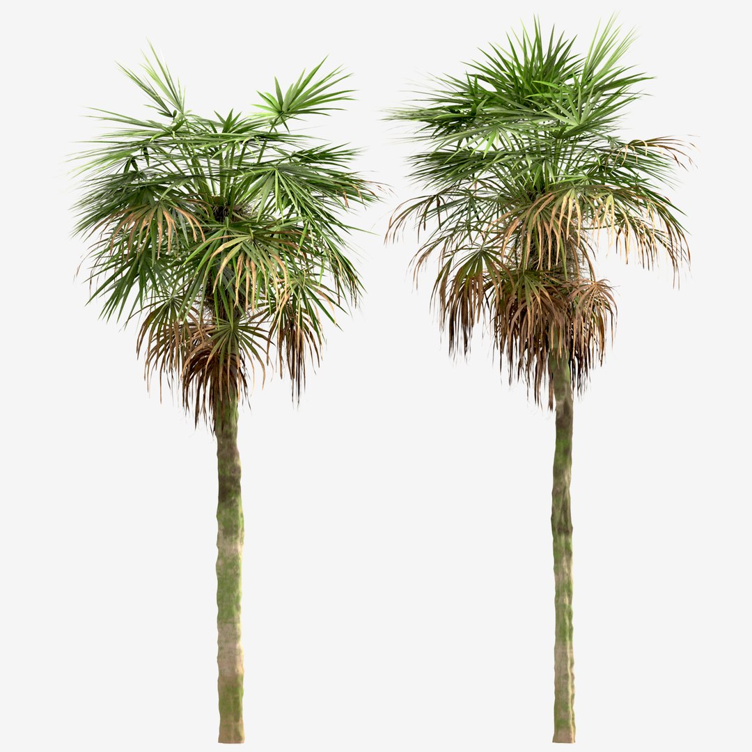Set Of Trachycarpus Fortunei Palm Or Chinese Windmill Tree -4 Trees 3D ...