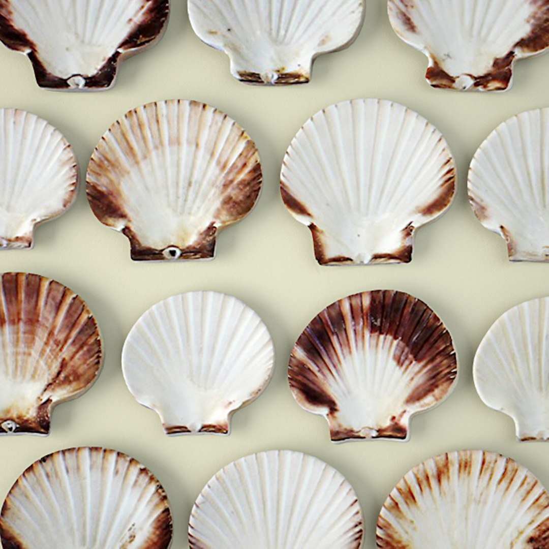 Scallop shells 3D model - TurboSquid 1215824