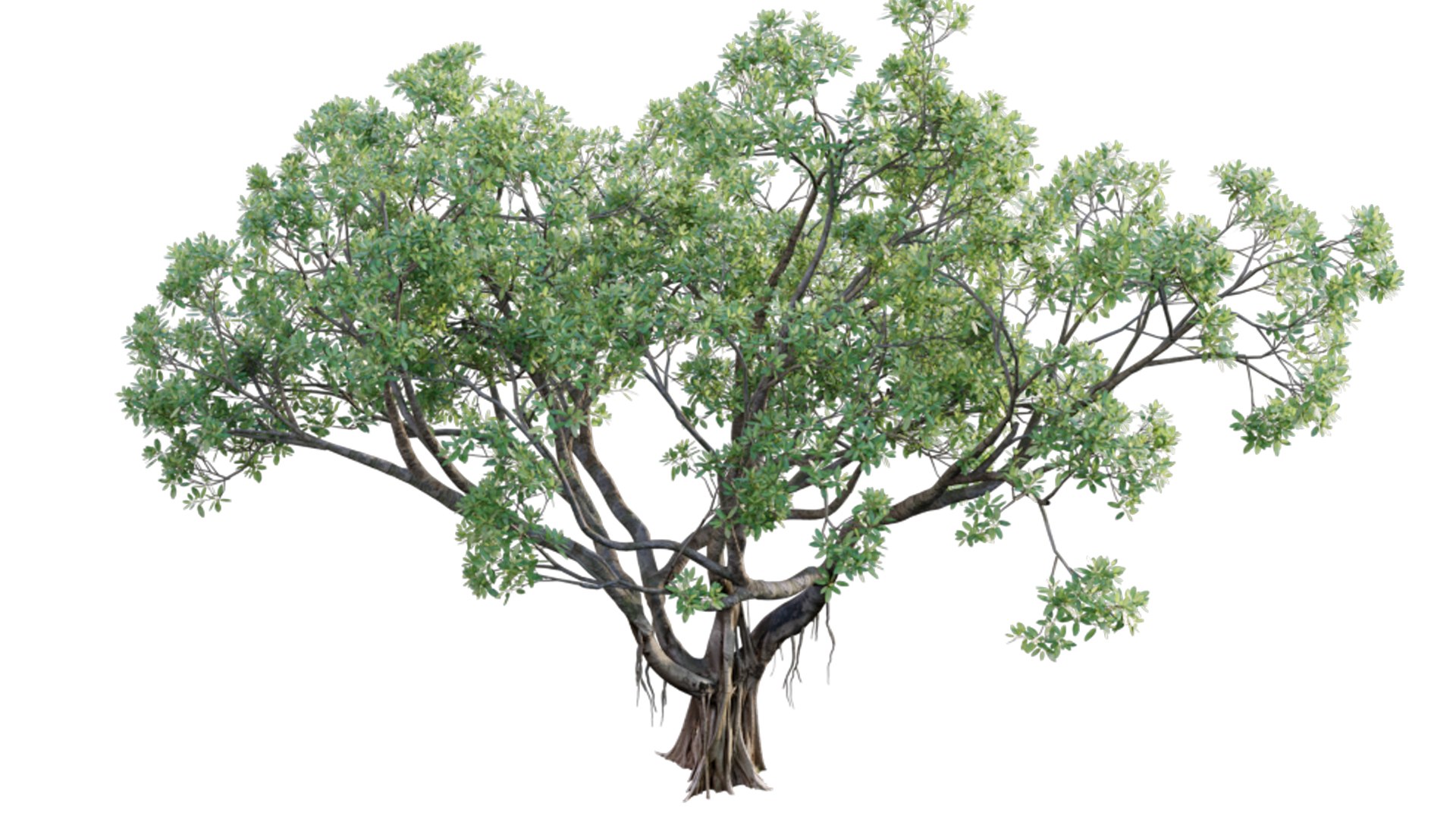 Ficus 3D Model - TurboSquid 1778418