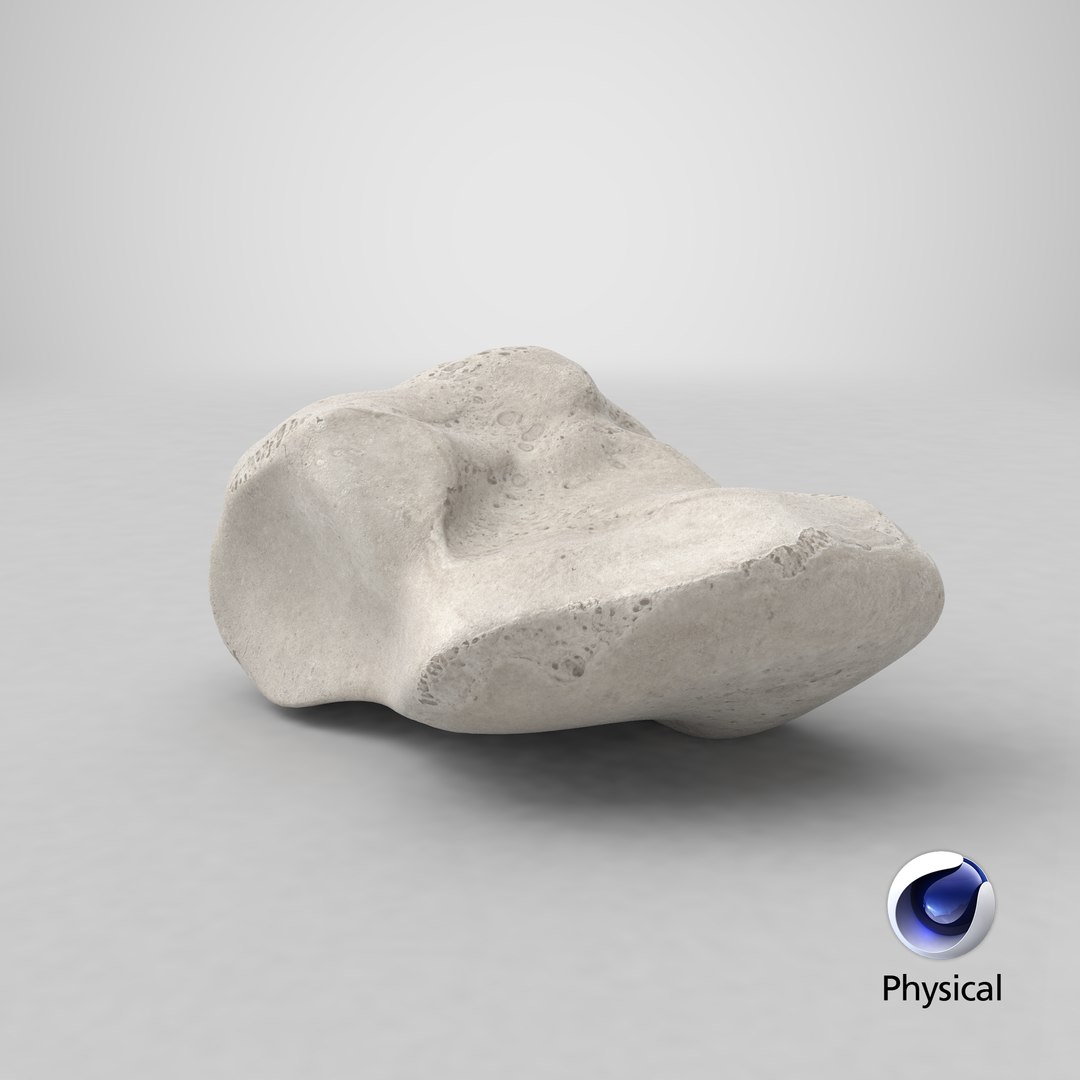 3D Cuneiform Bone Medial 01 - TurboSquid 1548934