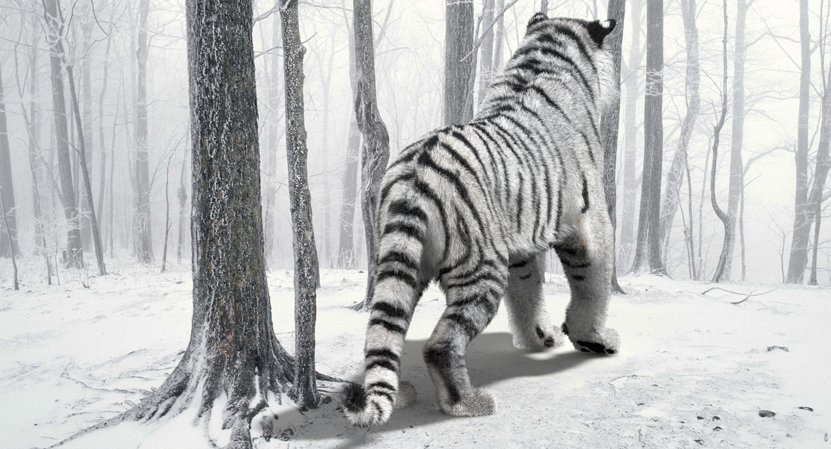 max tiger white rigged cat