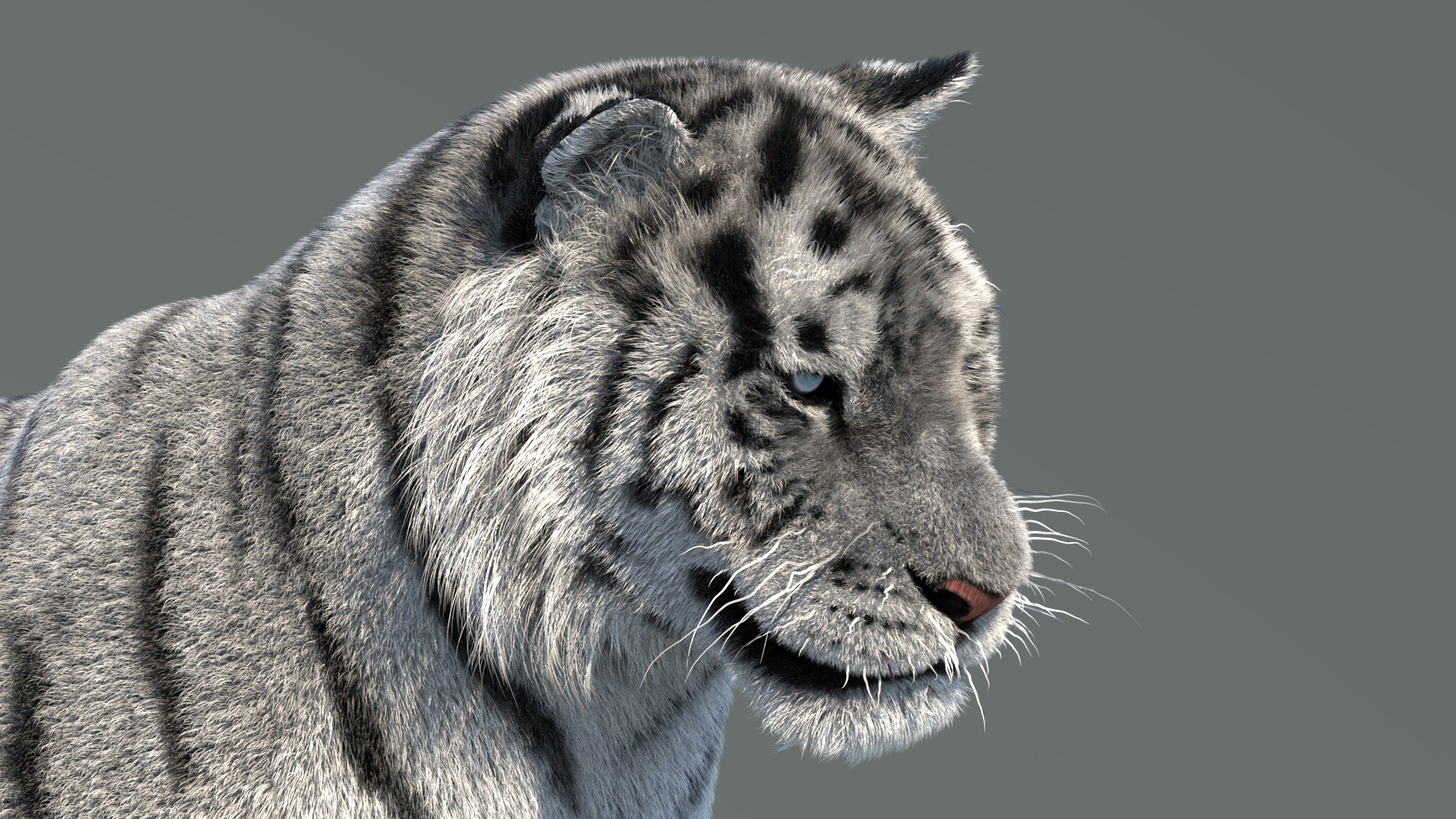 Max Tiger White Rigged Cat
