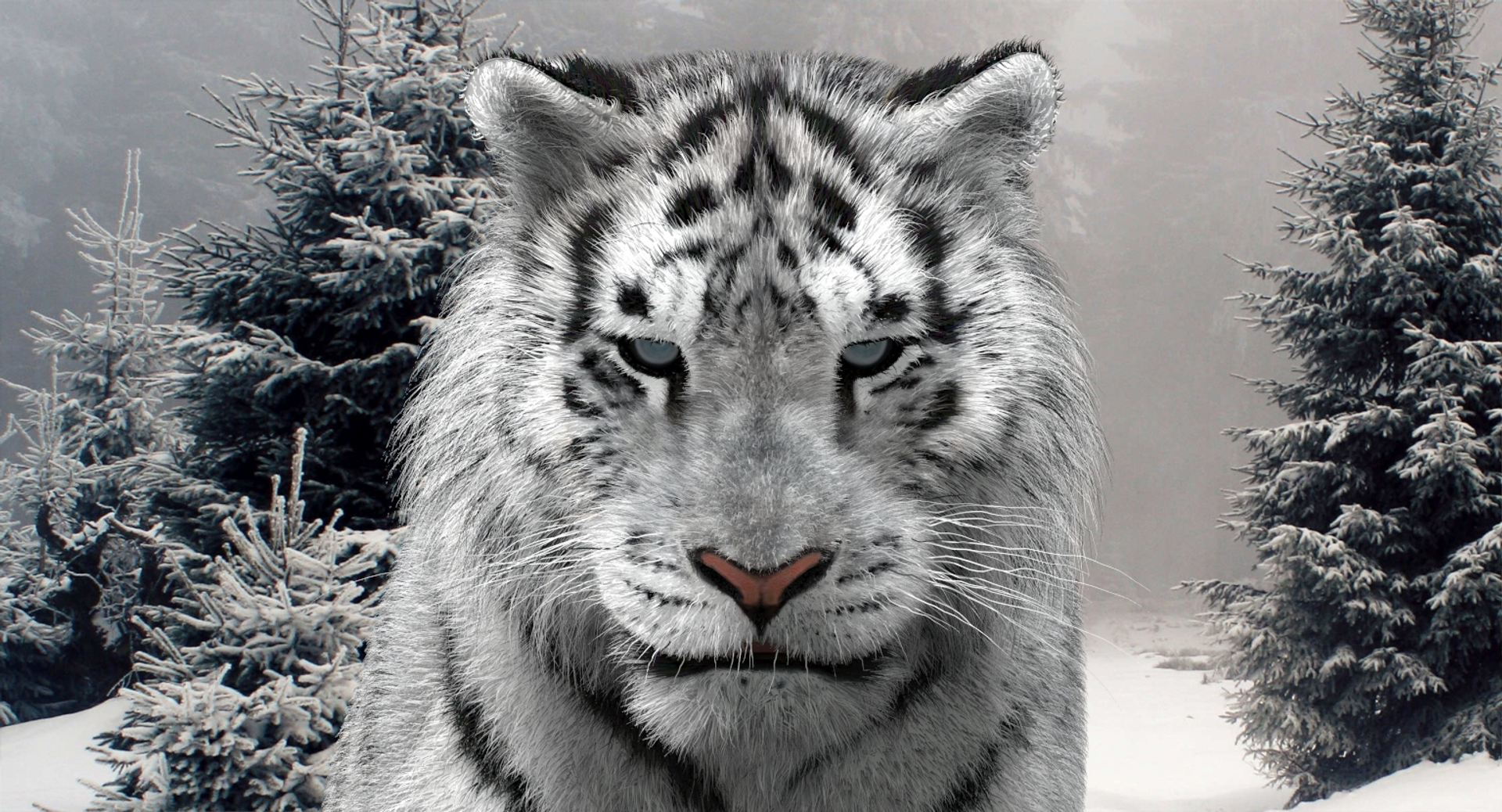 max tiger white rigged cat