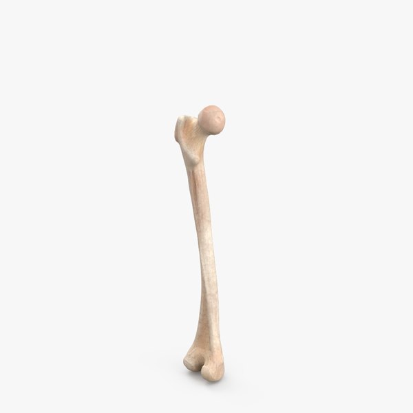 3D Femur Models | TurboSquid