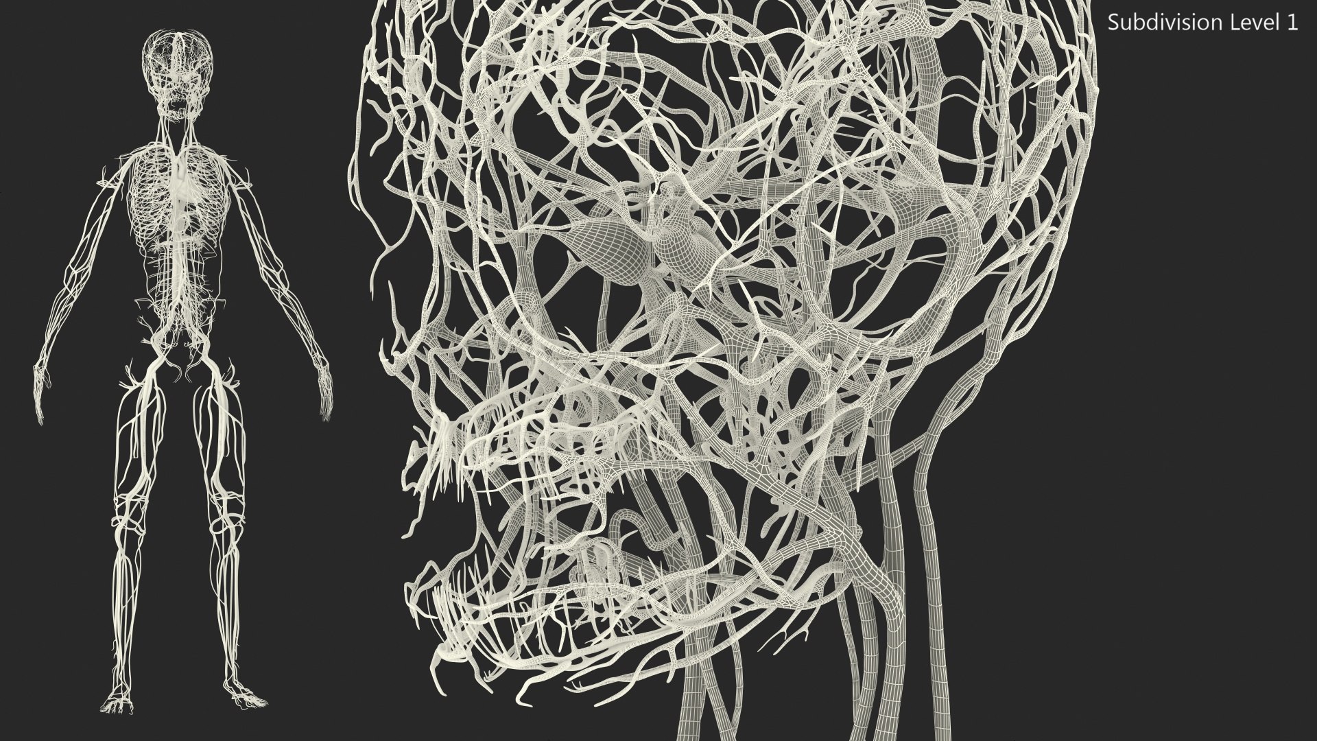 3D Girl Circulatory System - TurboSquid 1957276