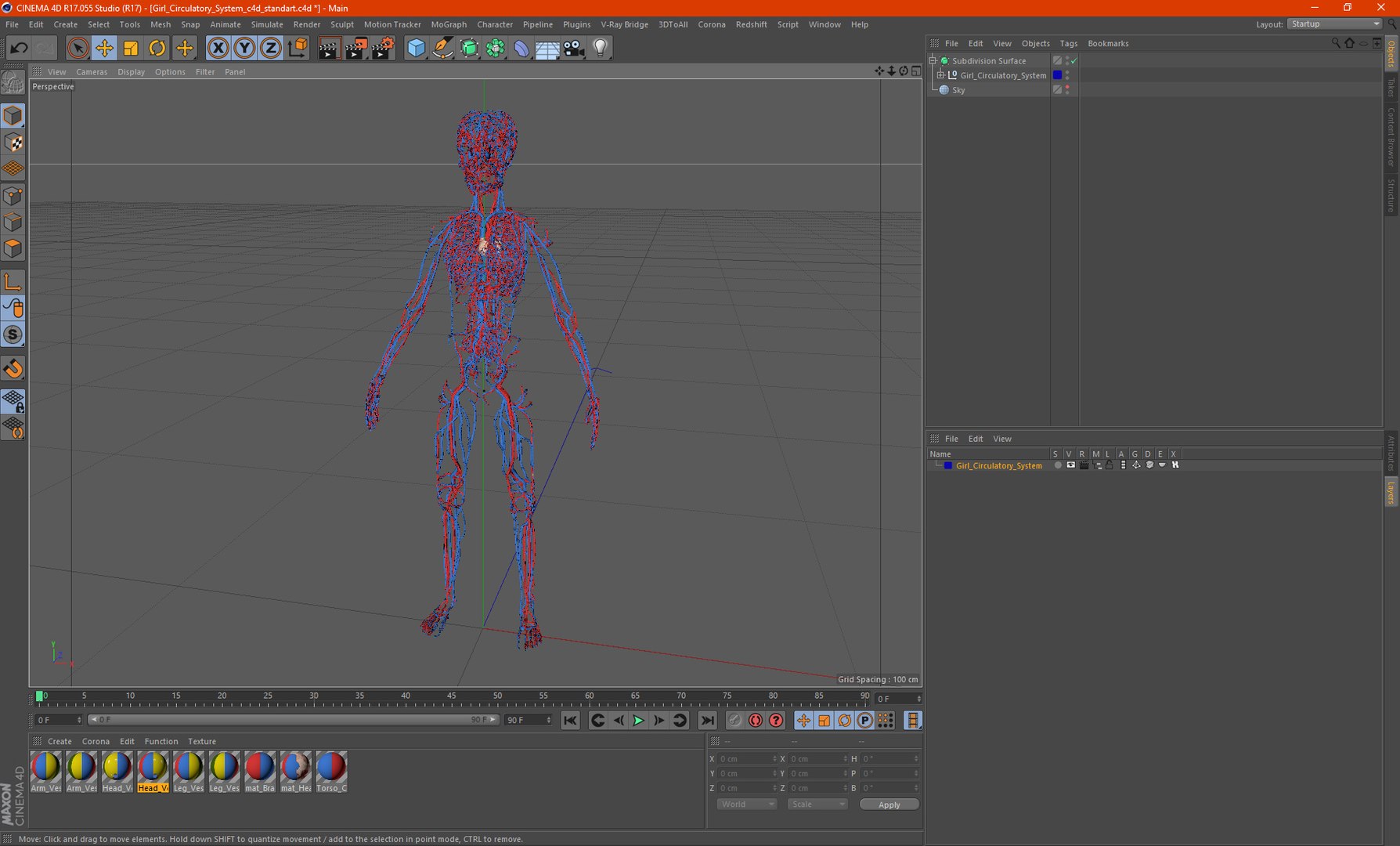 3D Girl Circulatory System - TurboSquid 1957276