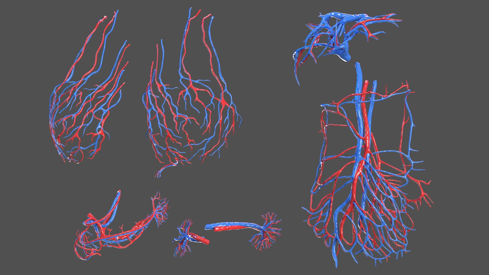 3D Girl Circulatory System - TurboSquid 1957276
