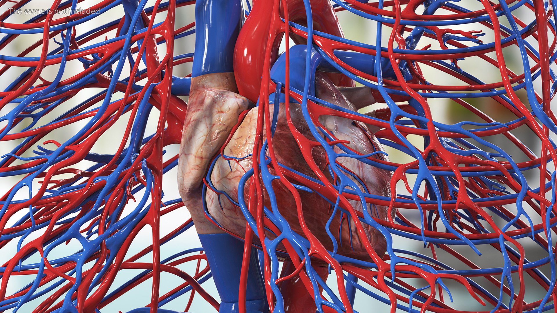 3D Girl Circulatory System - TurboSquid 1957276