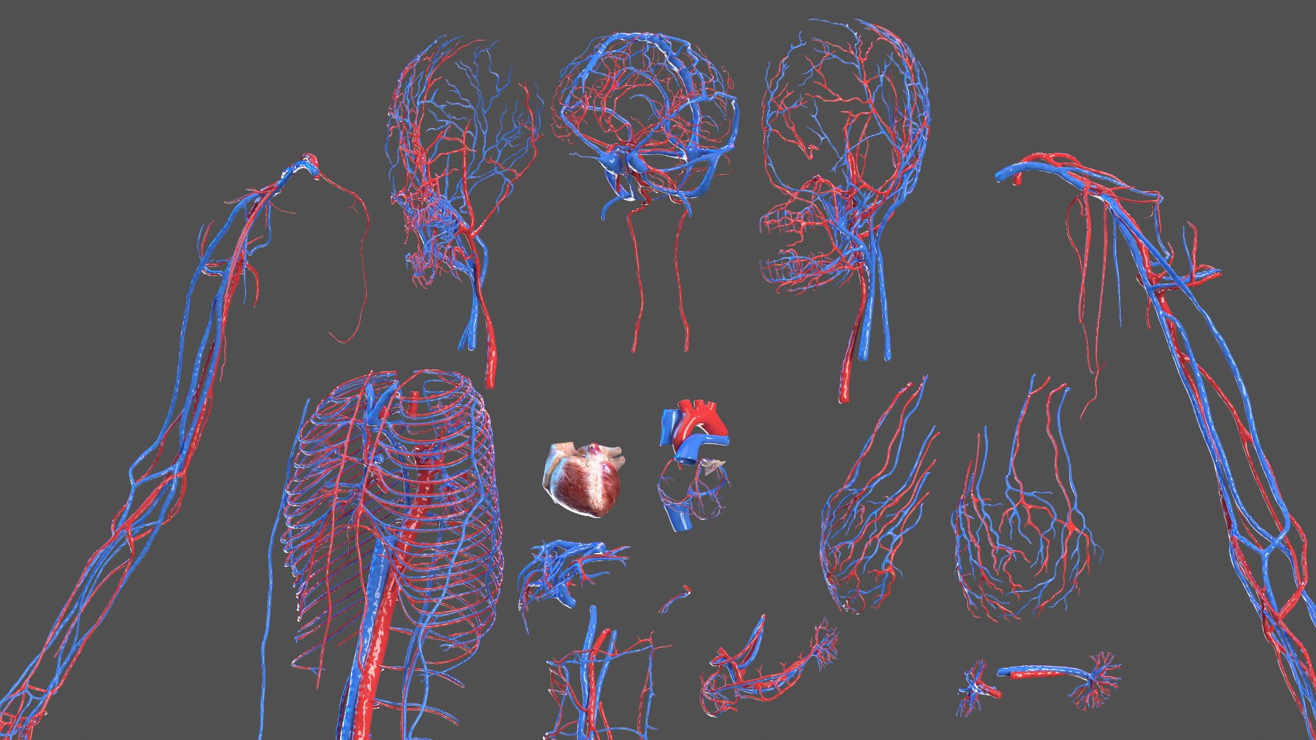 3D Girl Circulatory System - TurboSquid 1957276