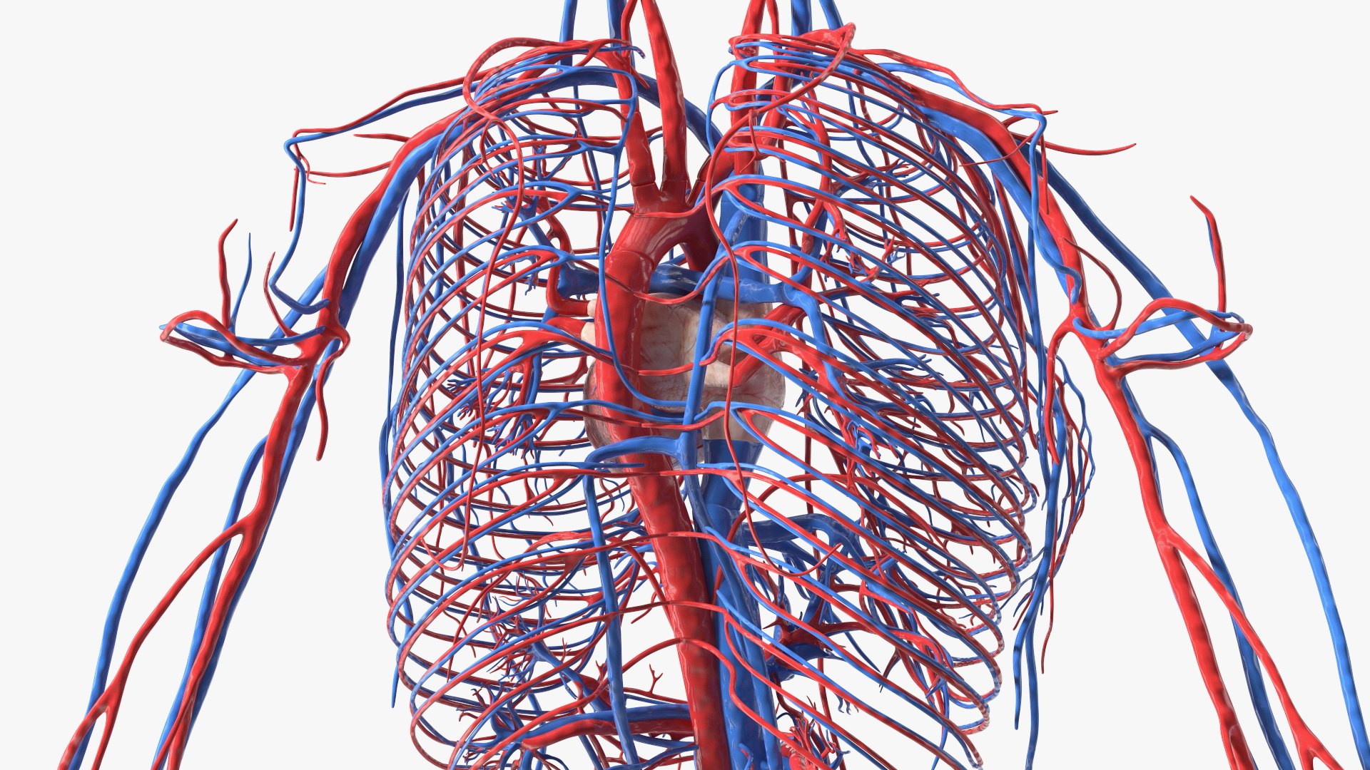 3D Girl Circulatory System - TurboSquid 1957276