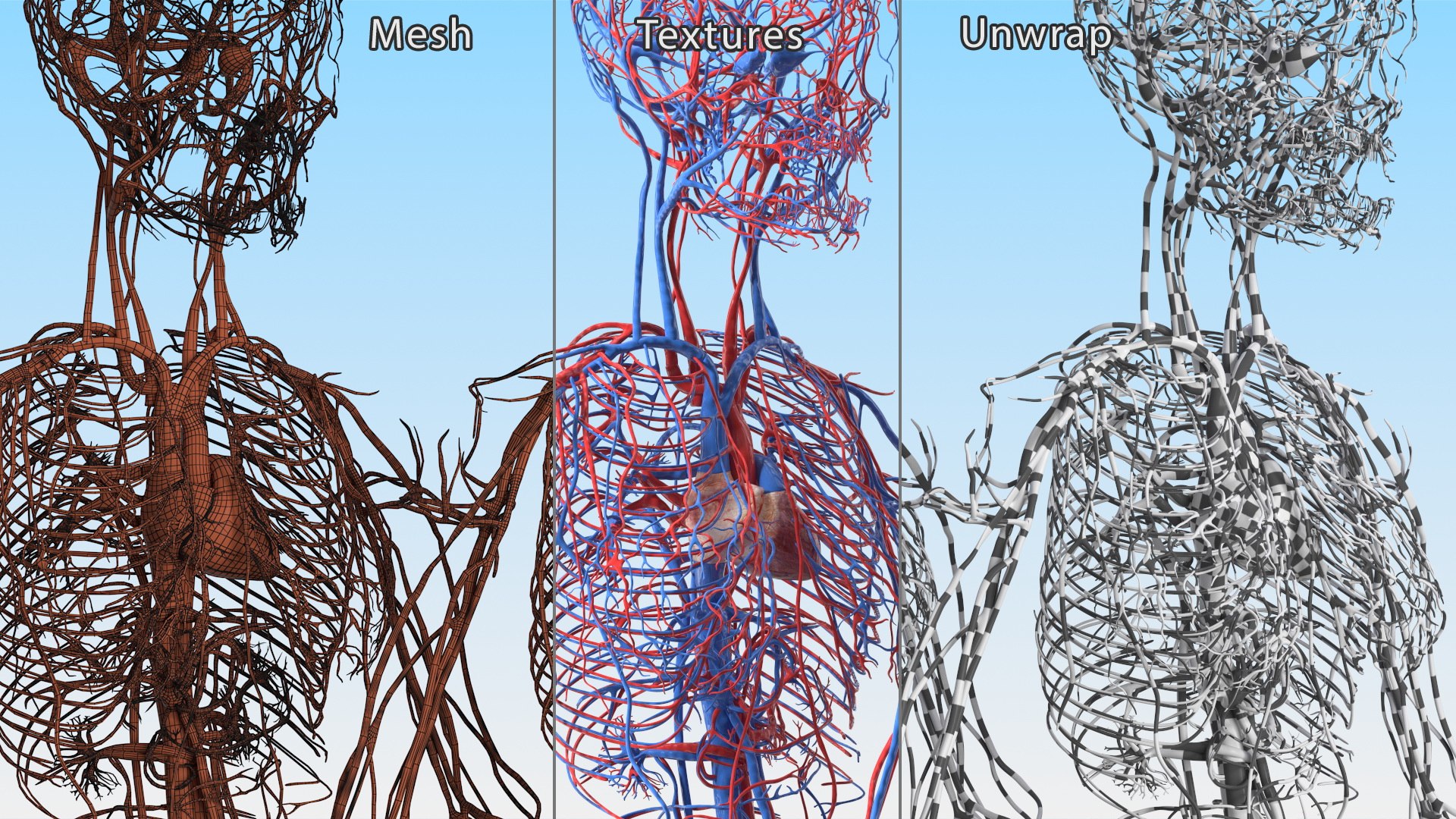 3D Girl Circulatory System - TurboSquid 1957276