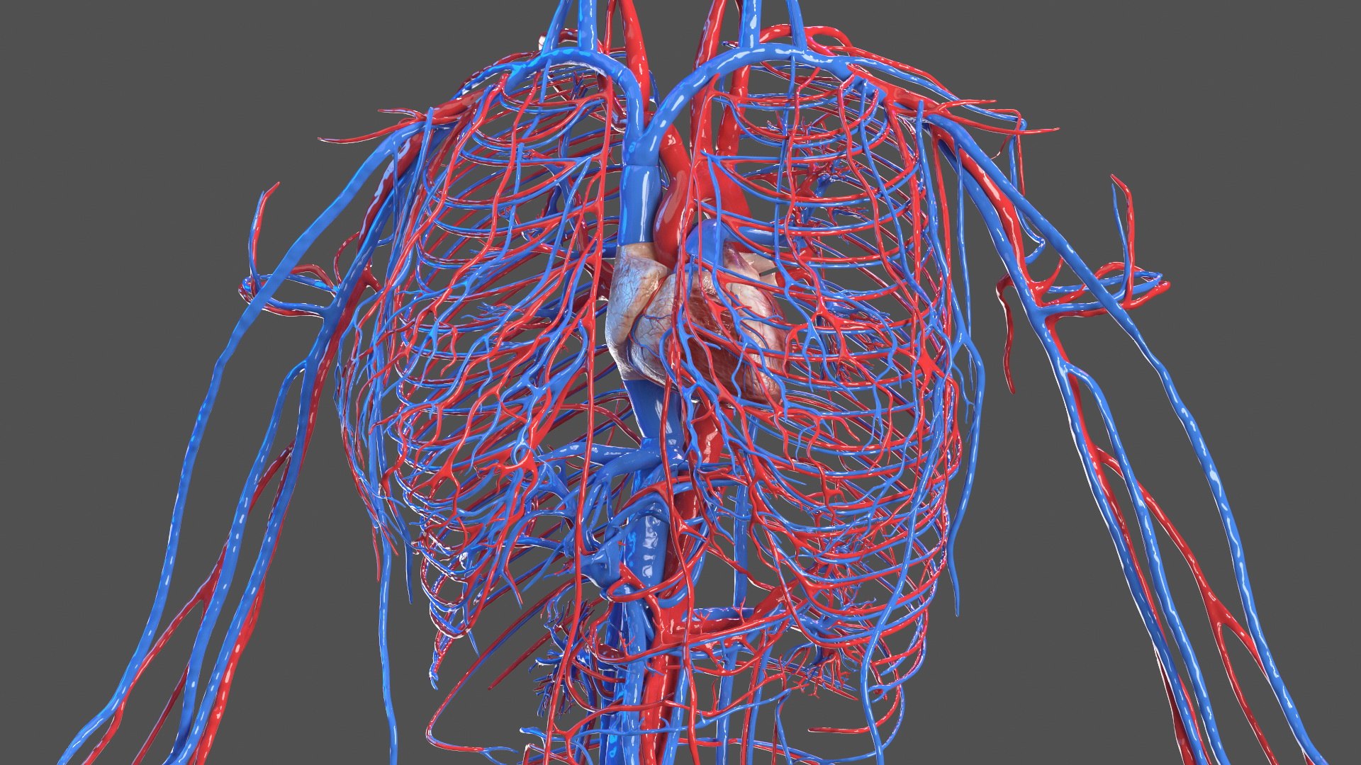 3D Girl Circulatory System - TurboSquid 1957276