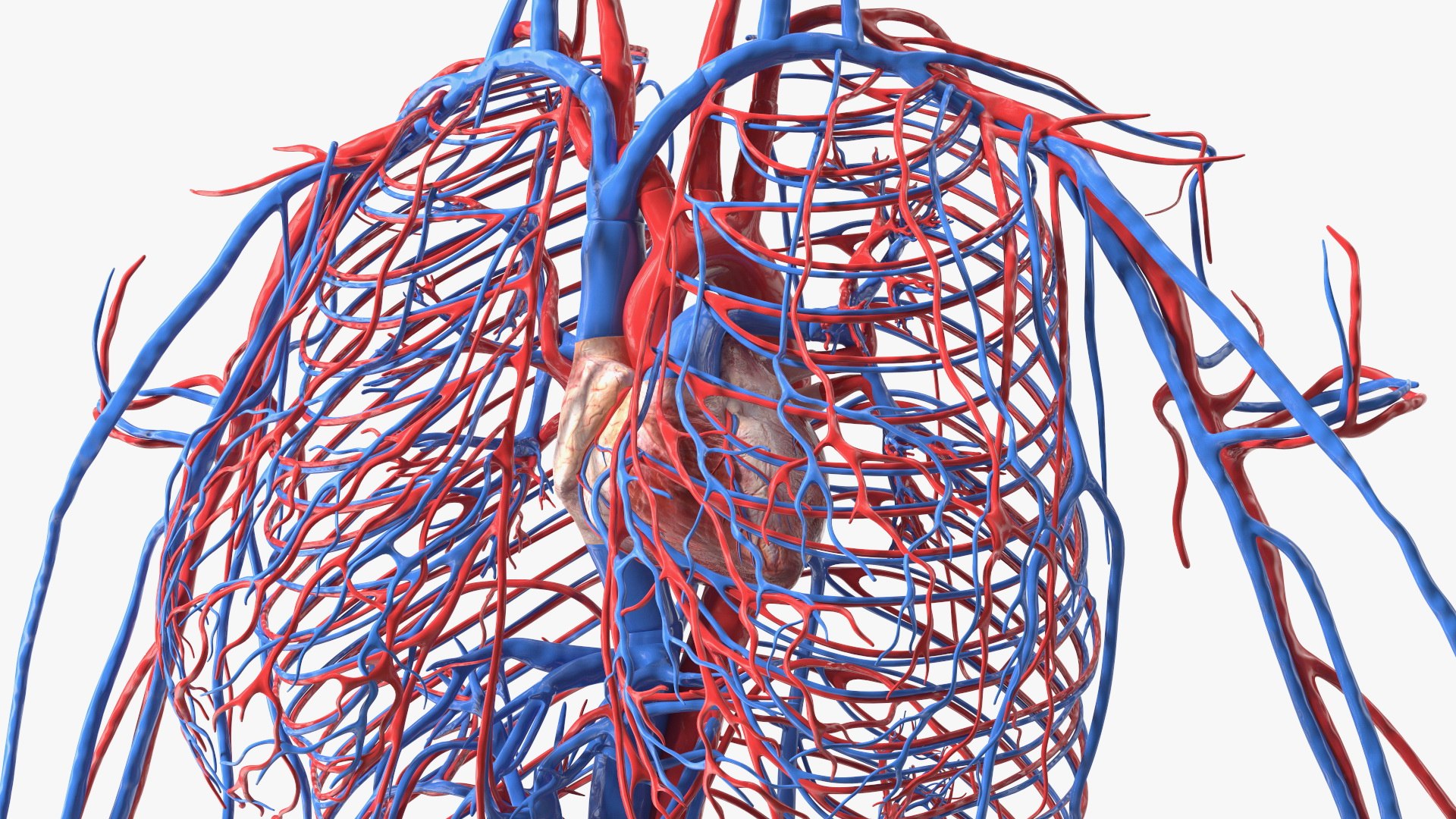 3D Girl Circulatory System - TurboSquid 1957276