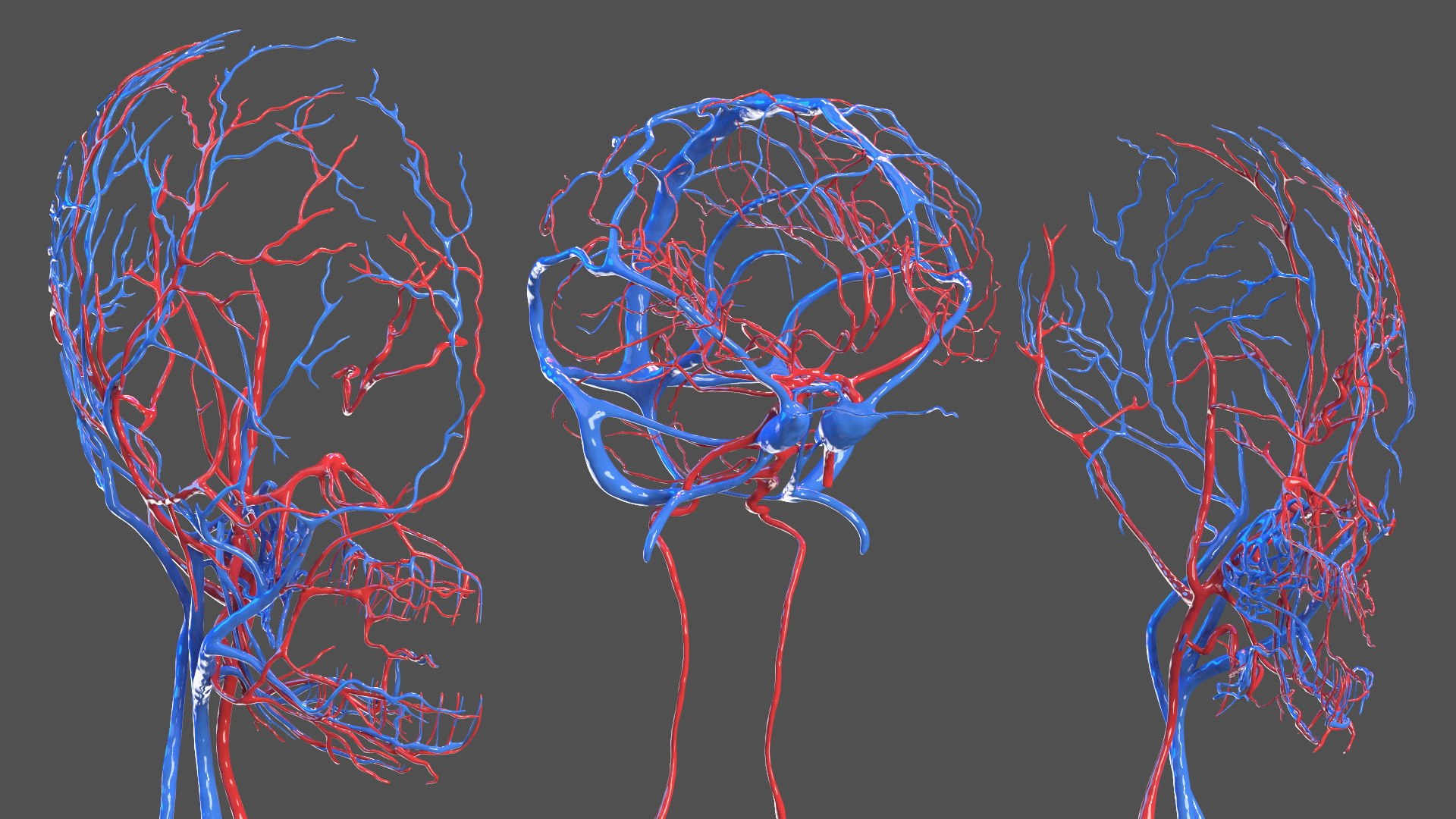3D Girl Circulatory System - TurboSquid 1957276