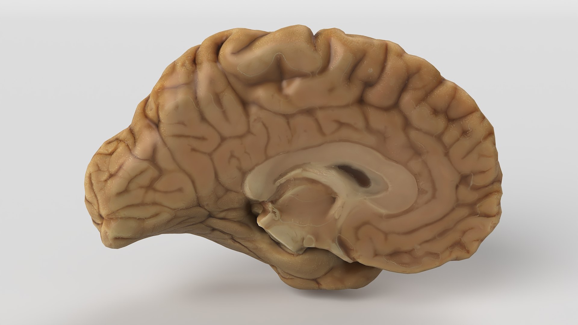 Human Brain Collection 3D - TurboSquid 2144968