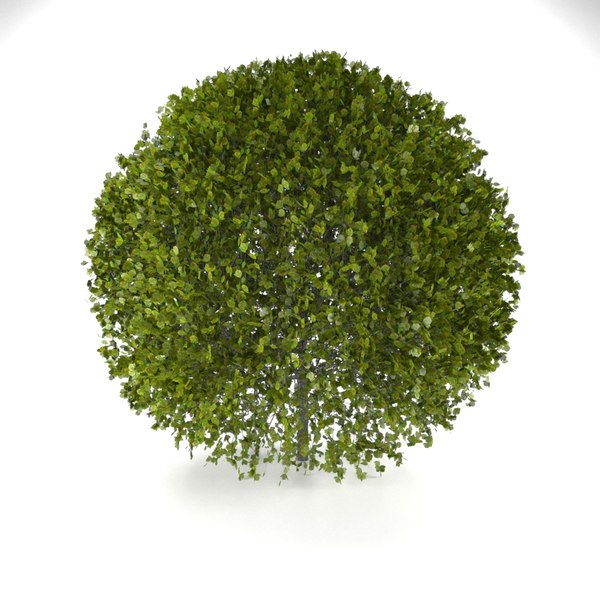 Bush 3D model - TurboSquid 1796404