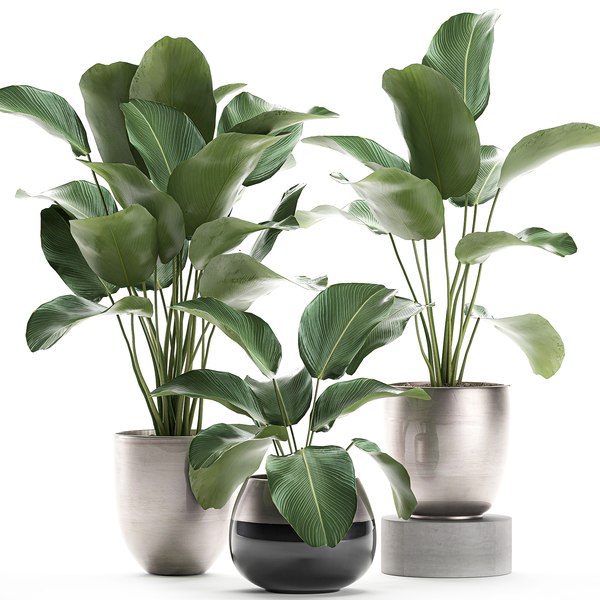 3D ornamental calathea lutea interior - TurboSquid 1606483