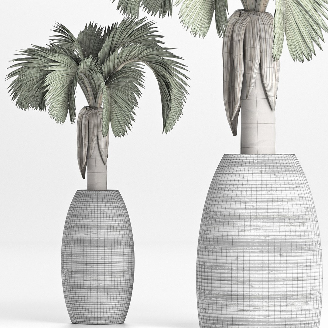 3D Palm Plants Model - TurboSquid 1685276