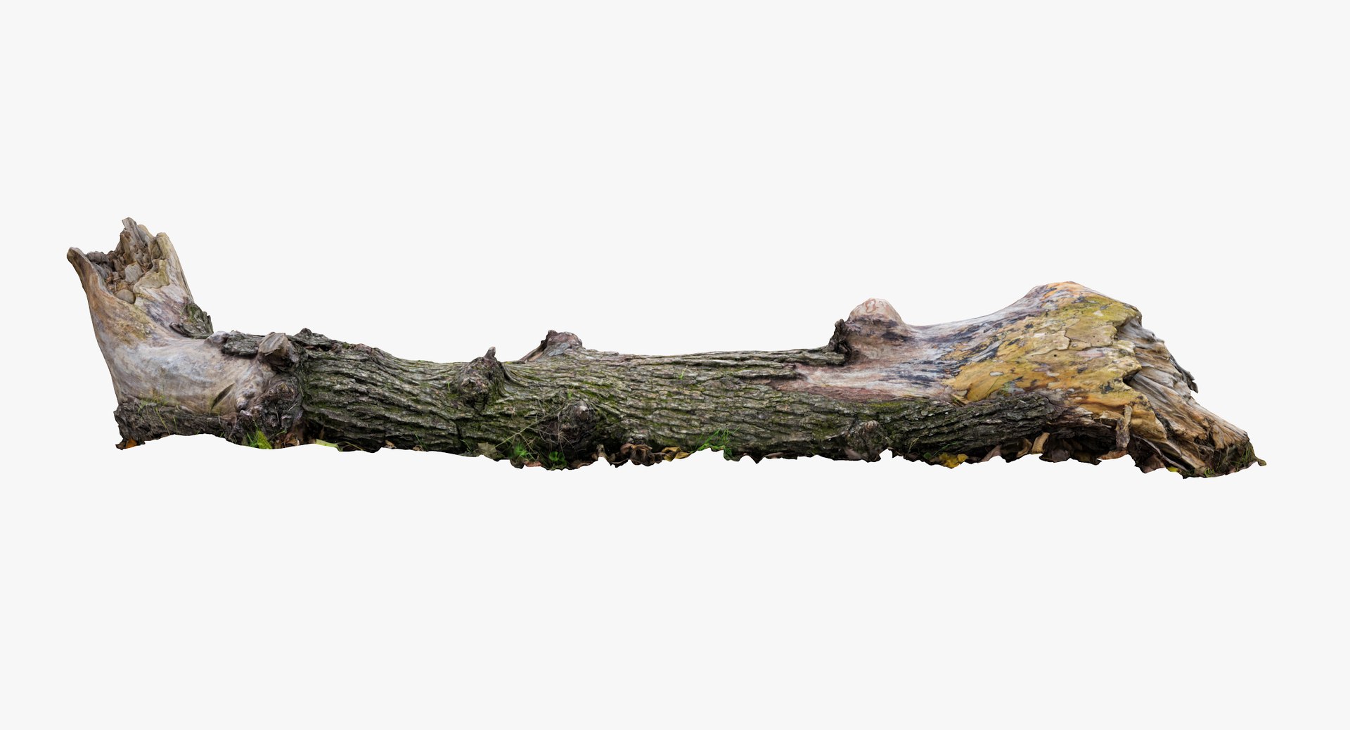 3D Model Rotten Branch - TurboSquid 1248002