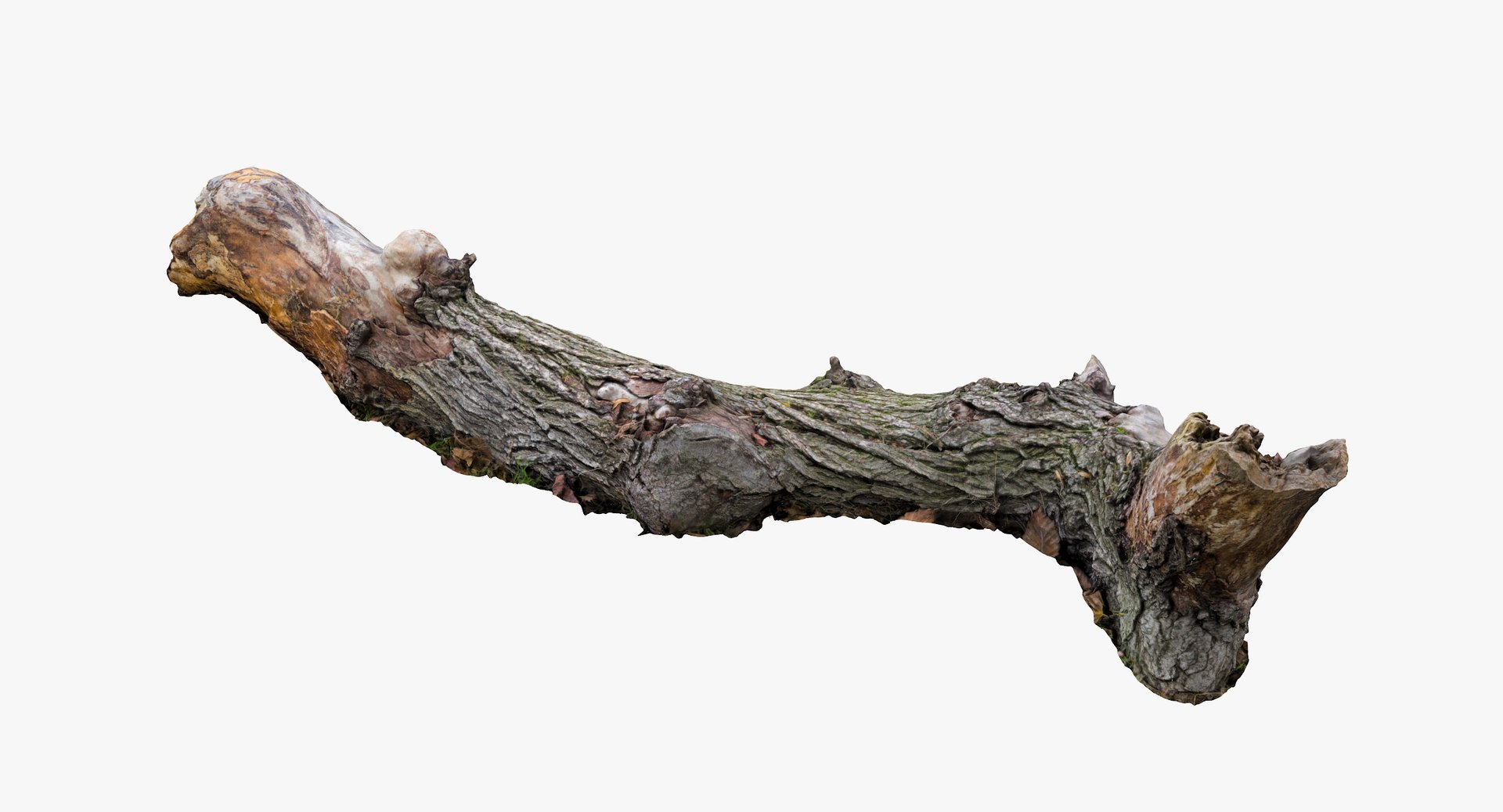 3D Model Rotten Branch - TurboSquid 1248002